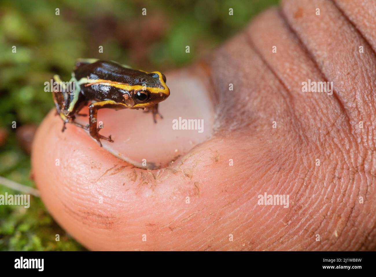 The Smallest Frog In The World