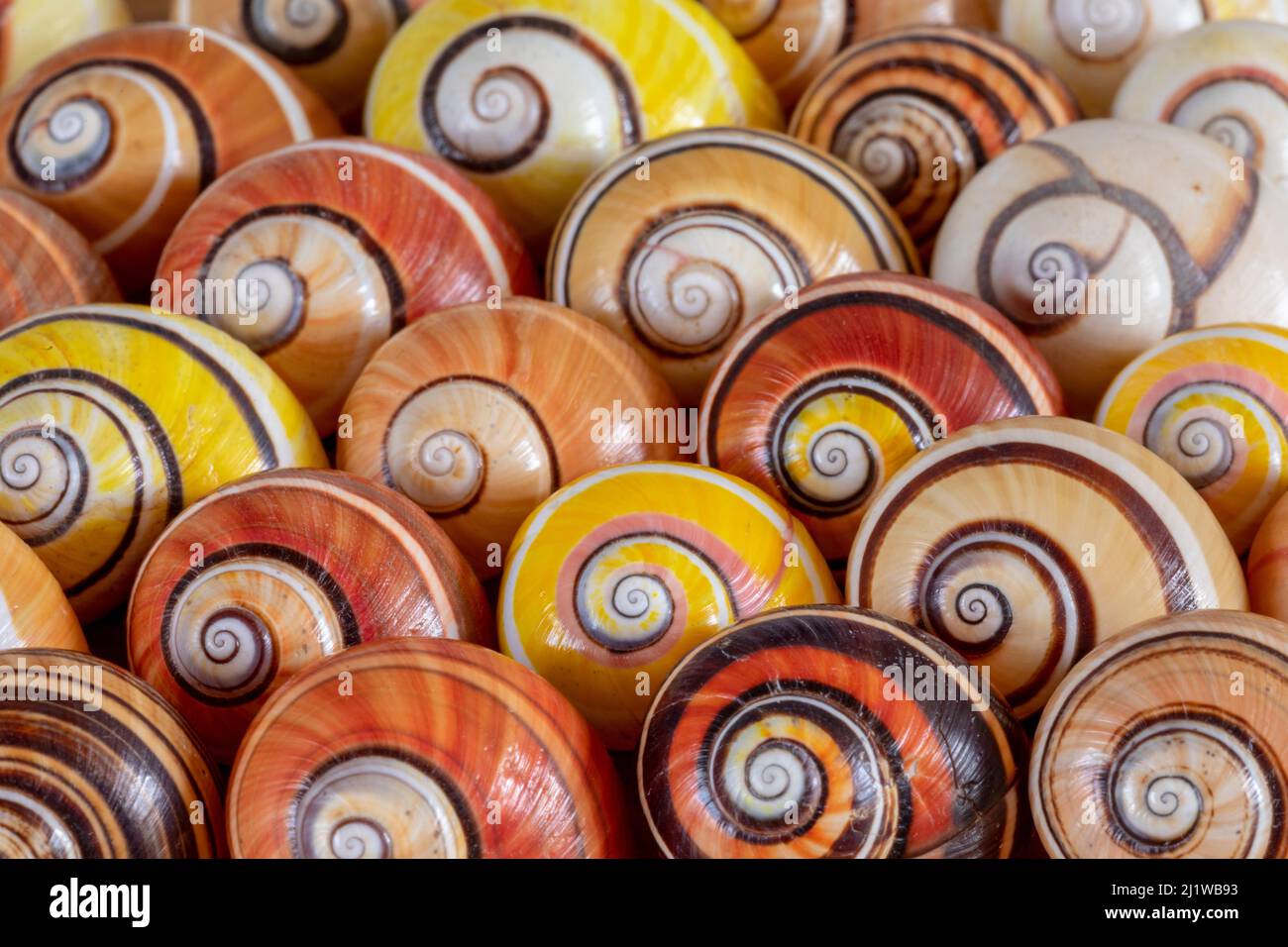 Polymita picta hi-res stock photography and images - Alamy