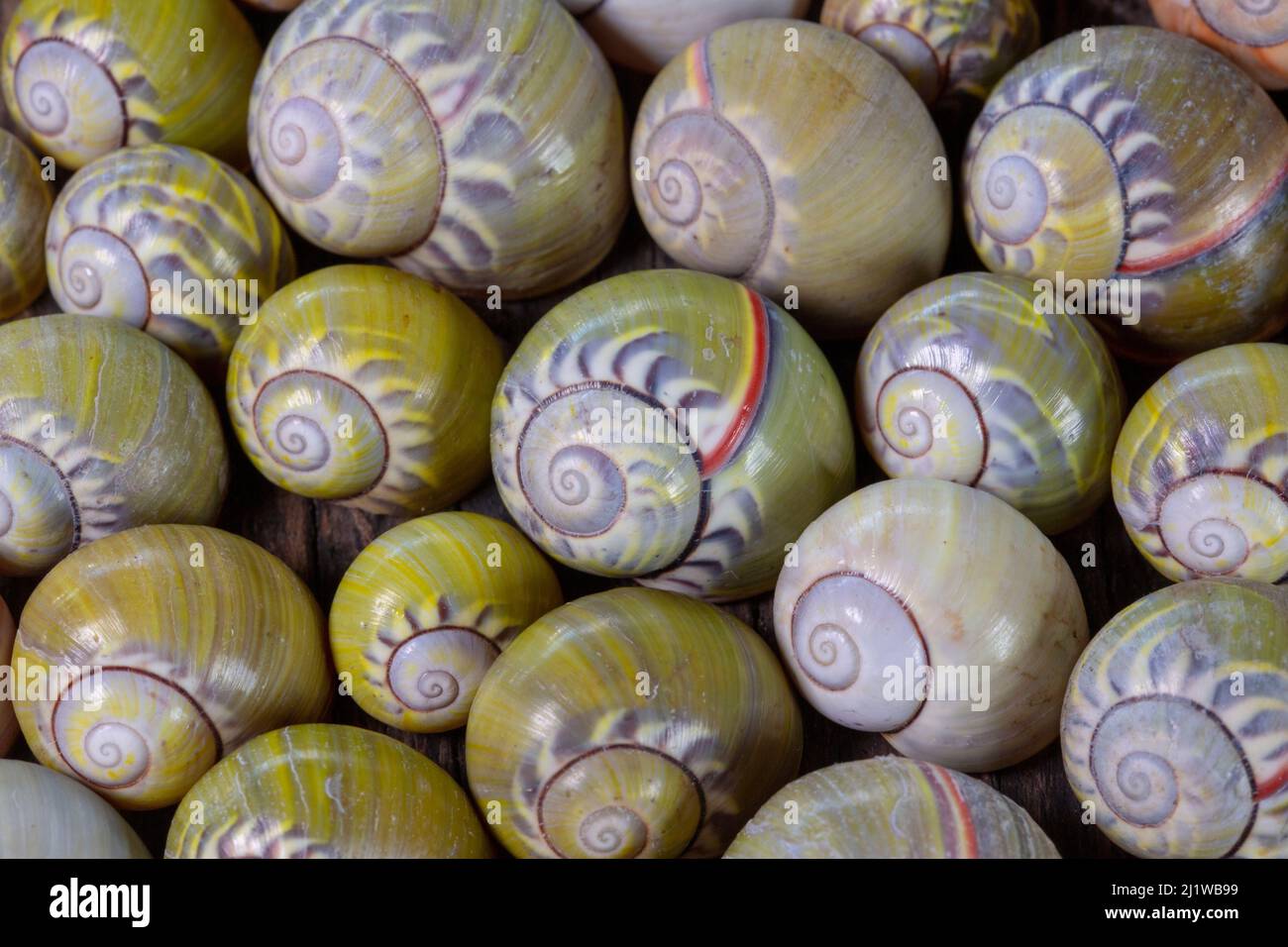 Empty shells of endangered Cuban tree snail ( Polymita sulphurosa ...