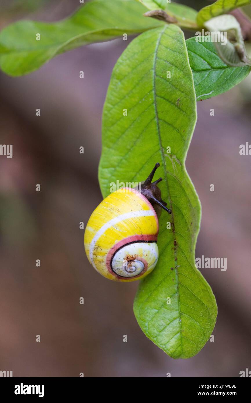 Cuban tree snail hi-res stock photography and images - Alamy