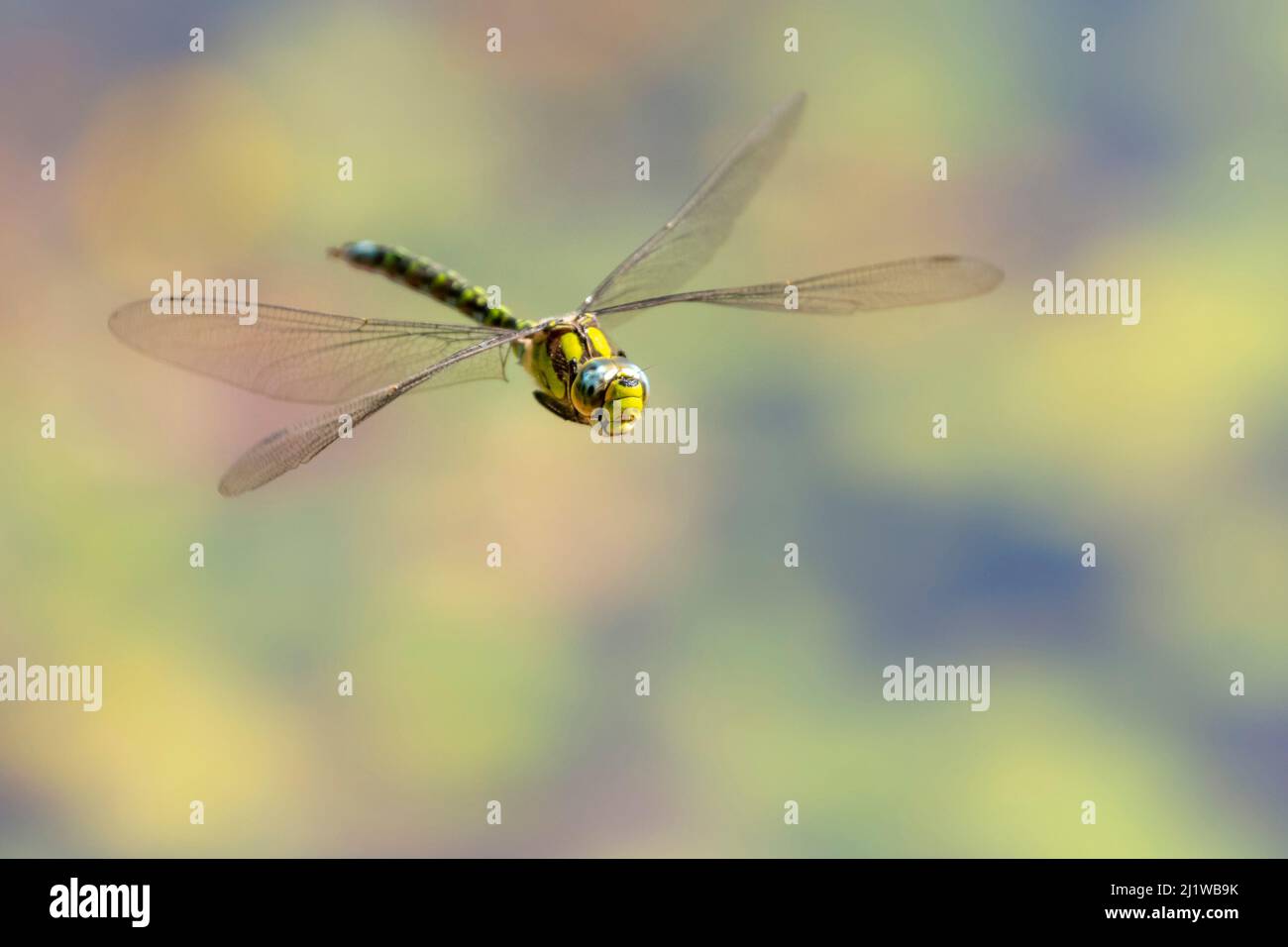 Southern hawker (Aeshna cyanea) dragonfly in flight, Broxwater ...