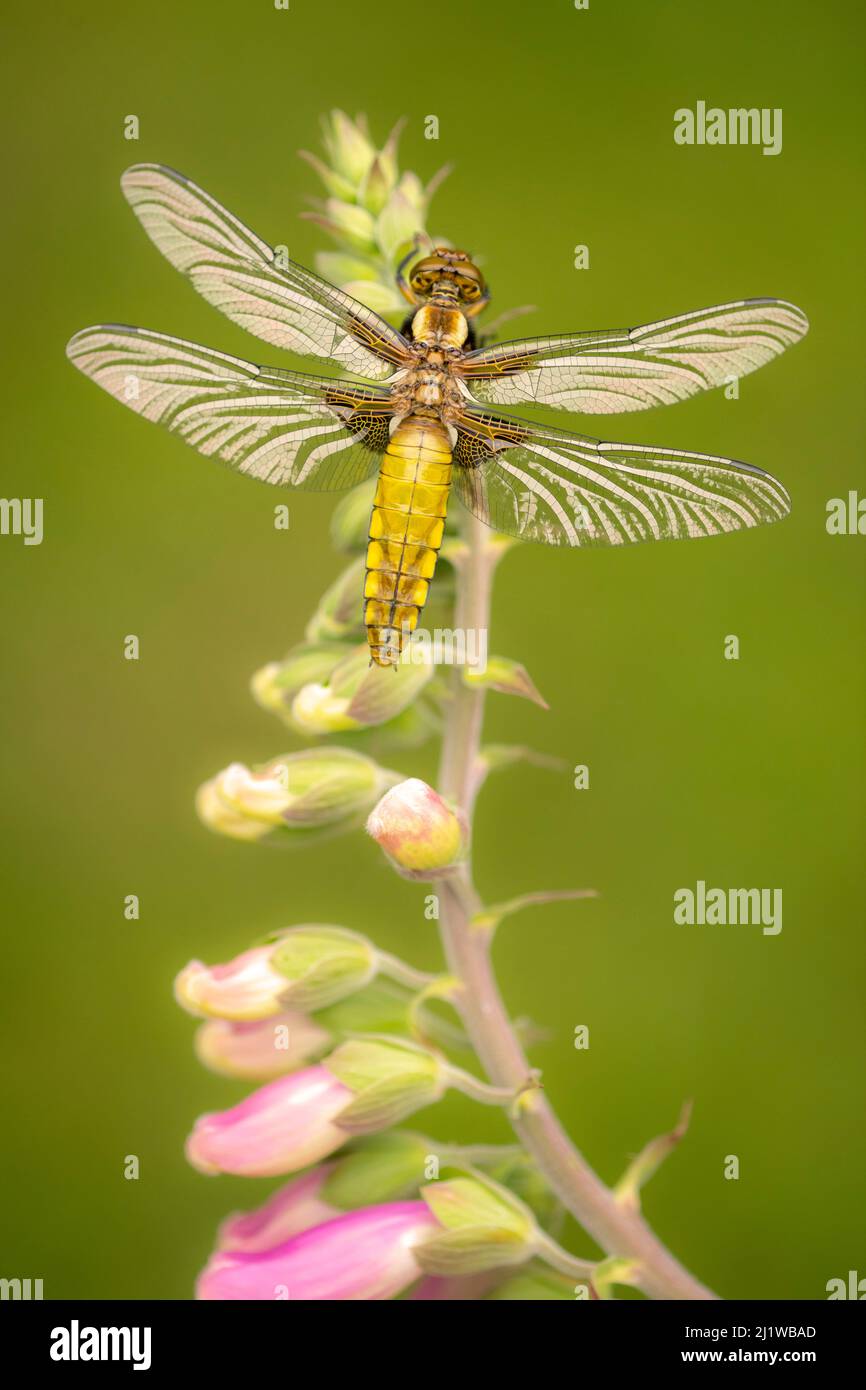 Broad-bodied chaser dragonfly (Libellula depressa) juvenile resting on ...