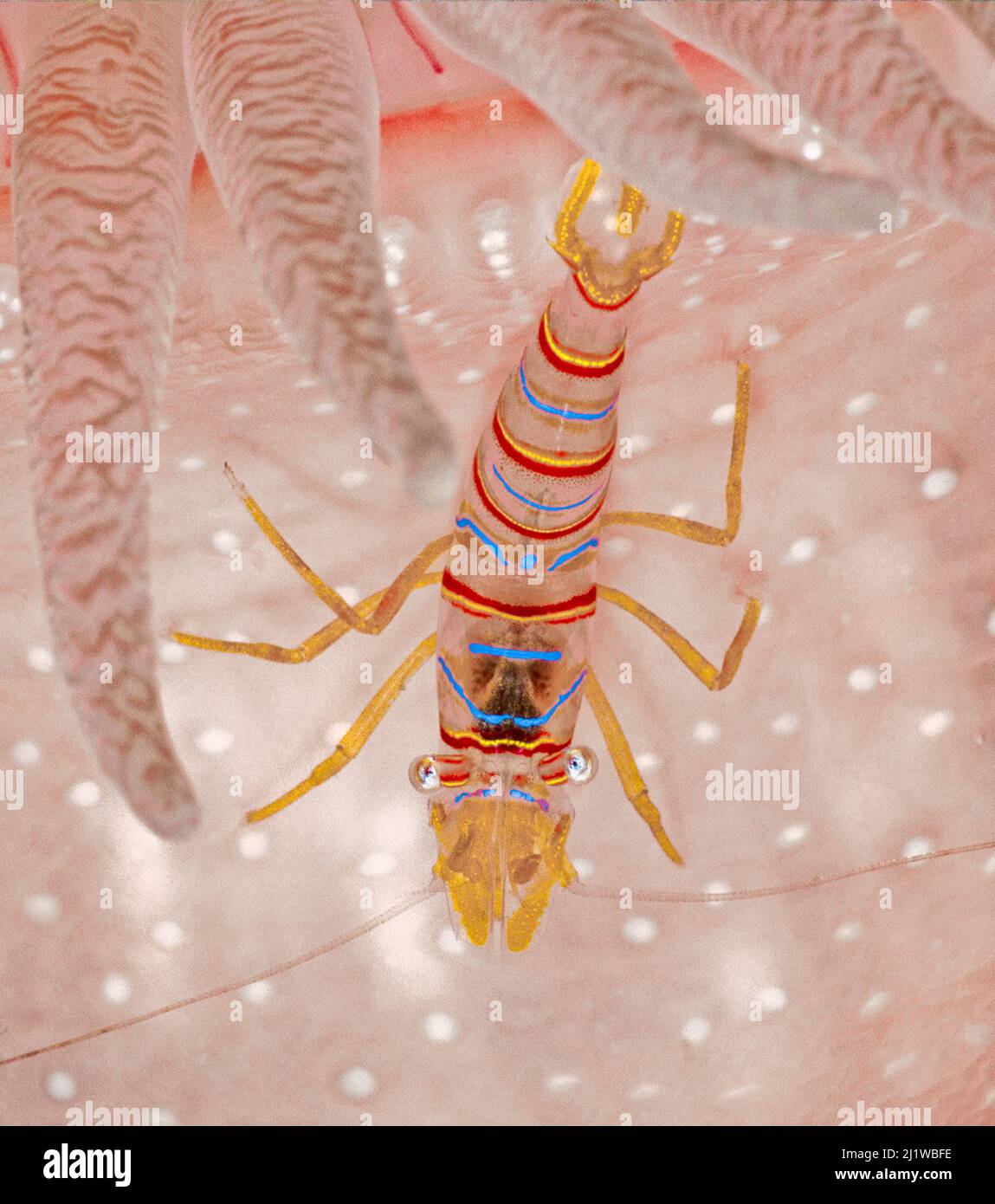 Candy stripe shrimp (Lebbeus grandimanus), a commensal species that ...