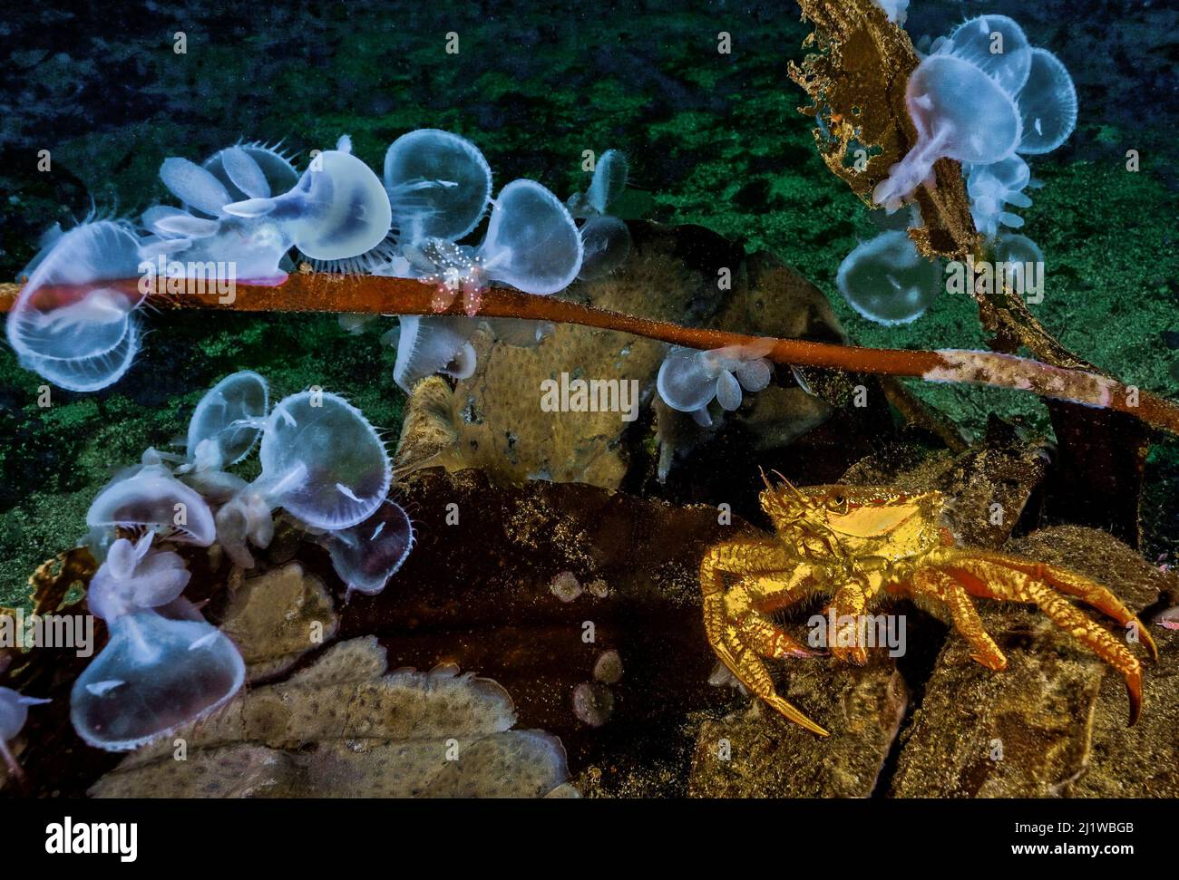 Hooded sea slug melibe leonina hi-res stock photography and images - Alamy