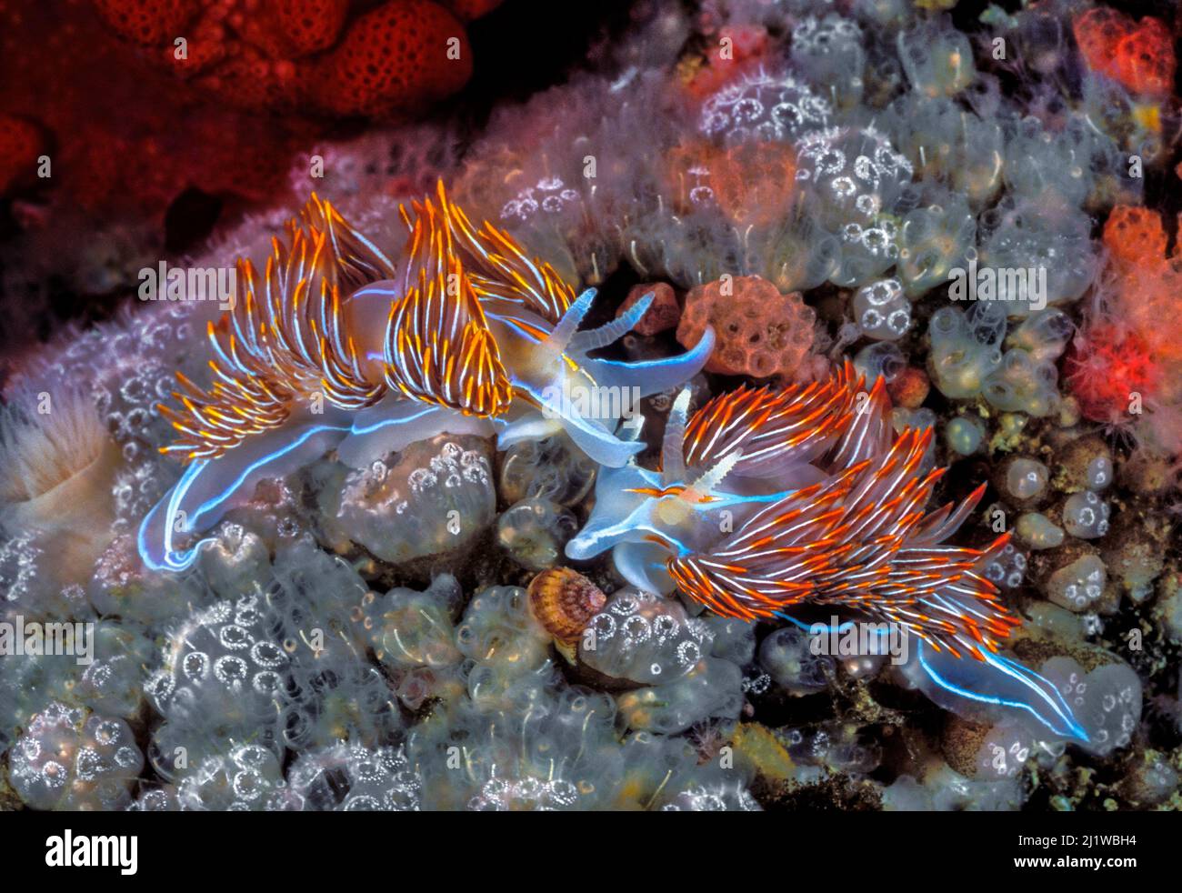 Opalescent nudibranchs (Hermissenda crassicornis) and Mushroom compound ...