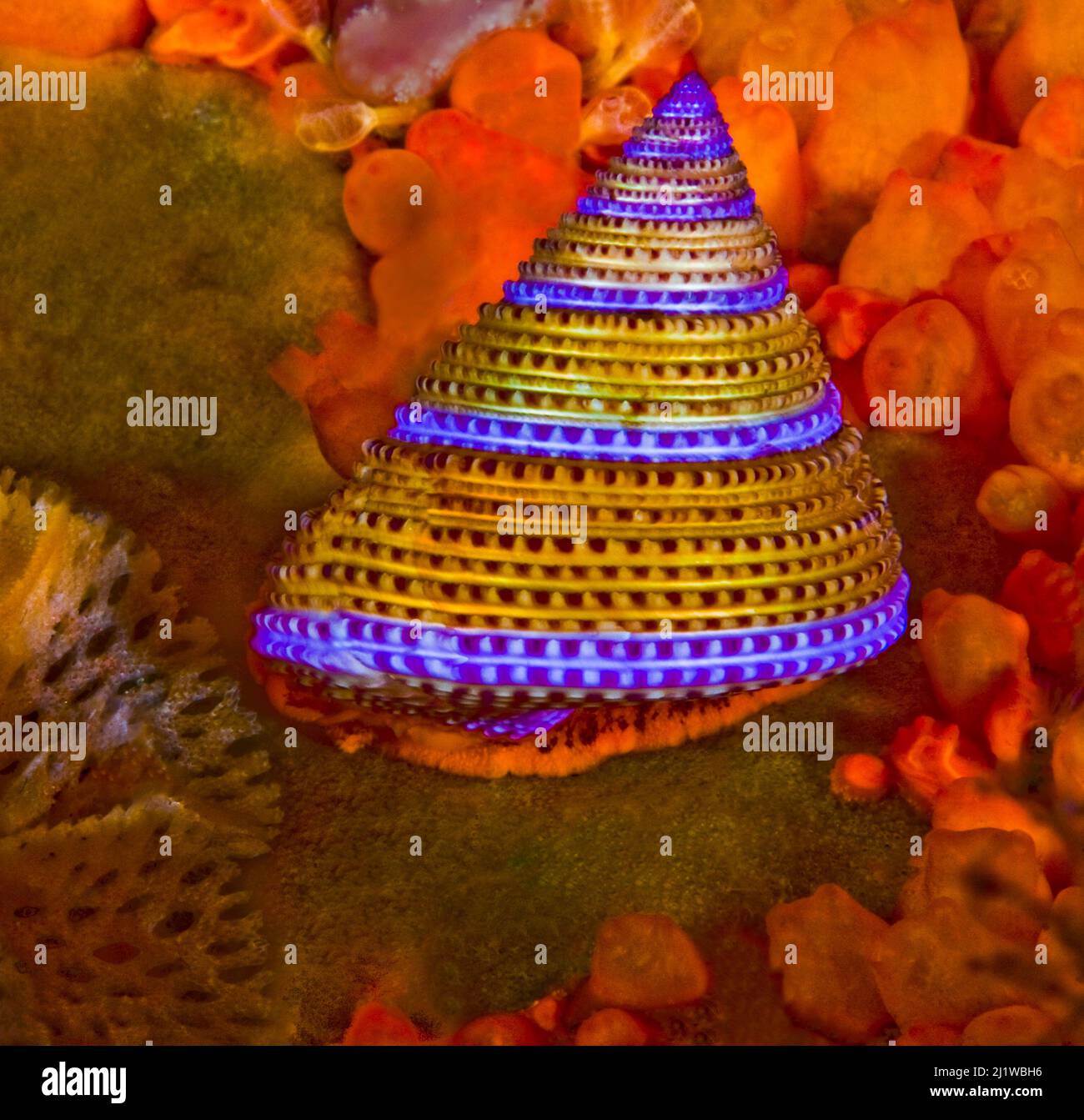 Calliostoma annulatum hi-res stock photography and images - Alamy