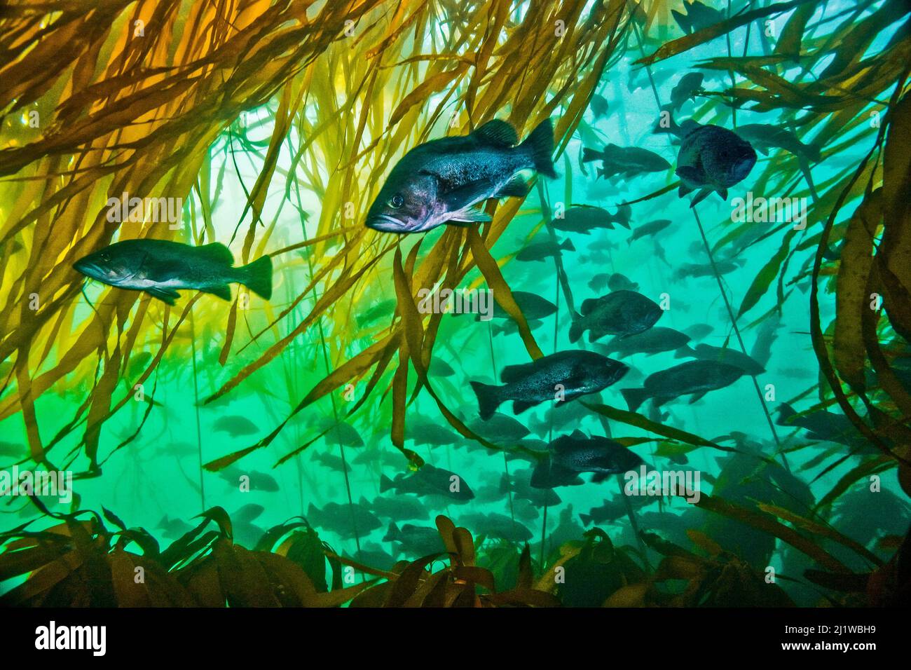 Schooling rockfishes (Sebastes spp.) with Bull kelp (Nereocystis ...