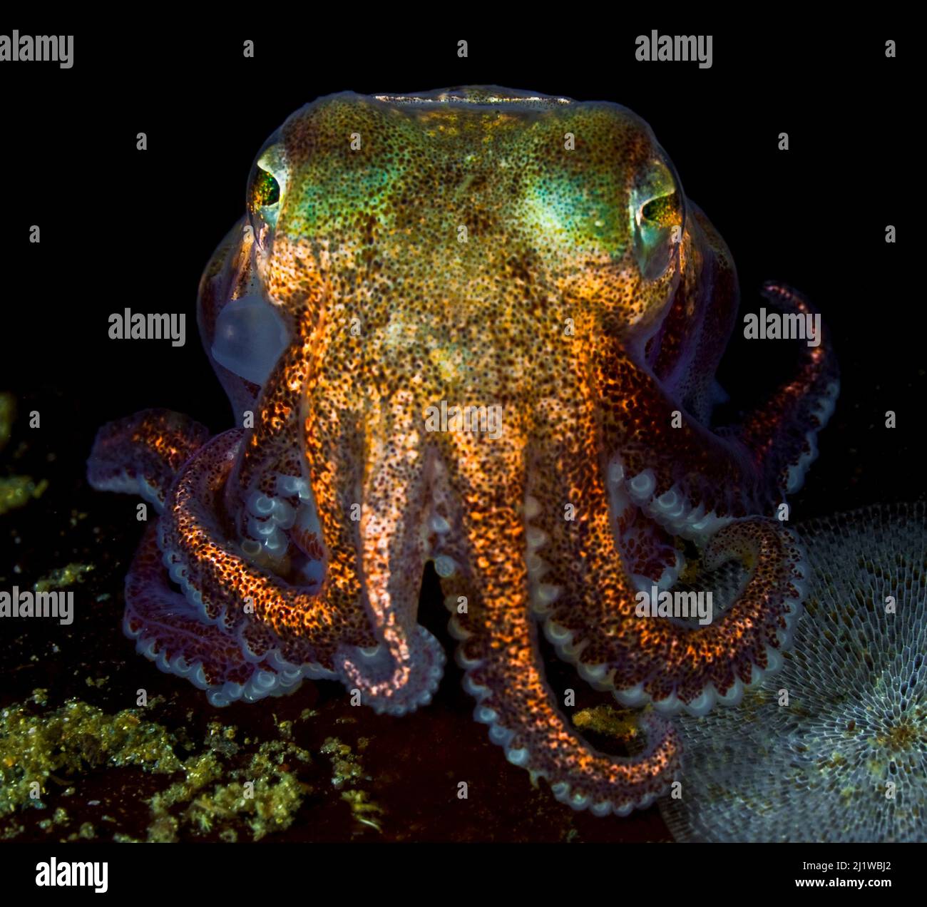 Stubby hi-res stock photography and images - Alamy