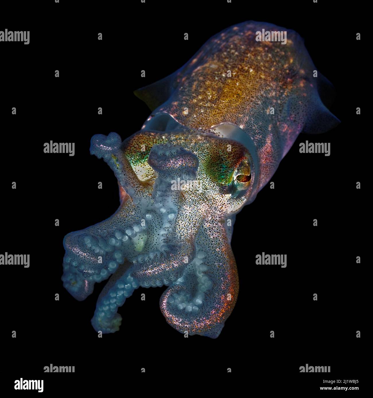 Stubby squid (Rossia pacifica) Nigei Island, Queen Charlotte Strait ...