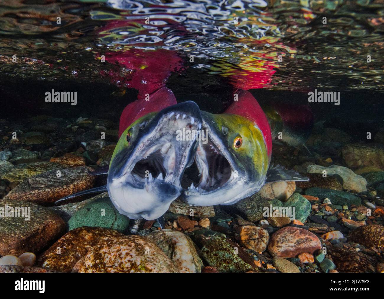 Mating sockeye salmon oncorhynchus nerka hi-res stock photography and ...
