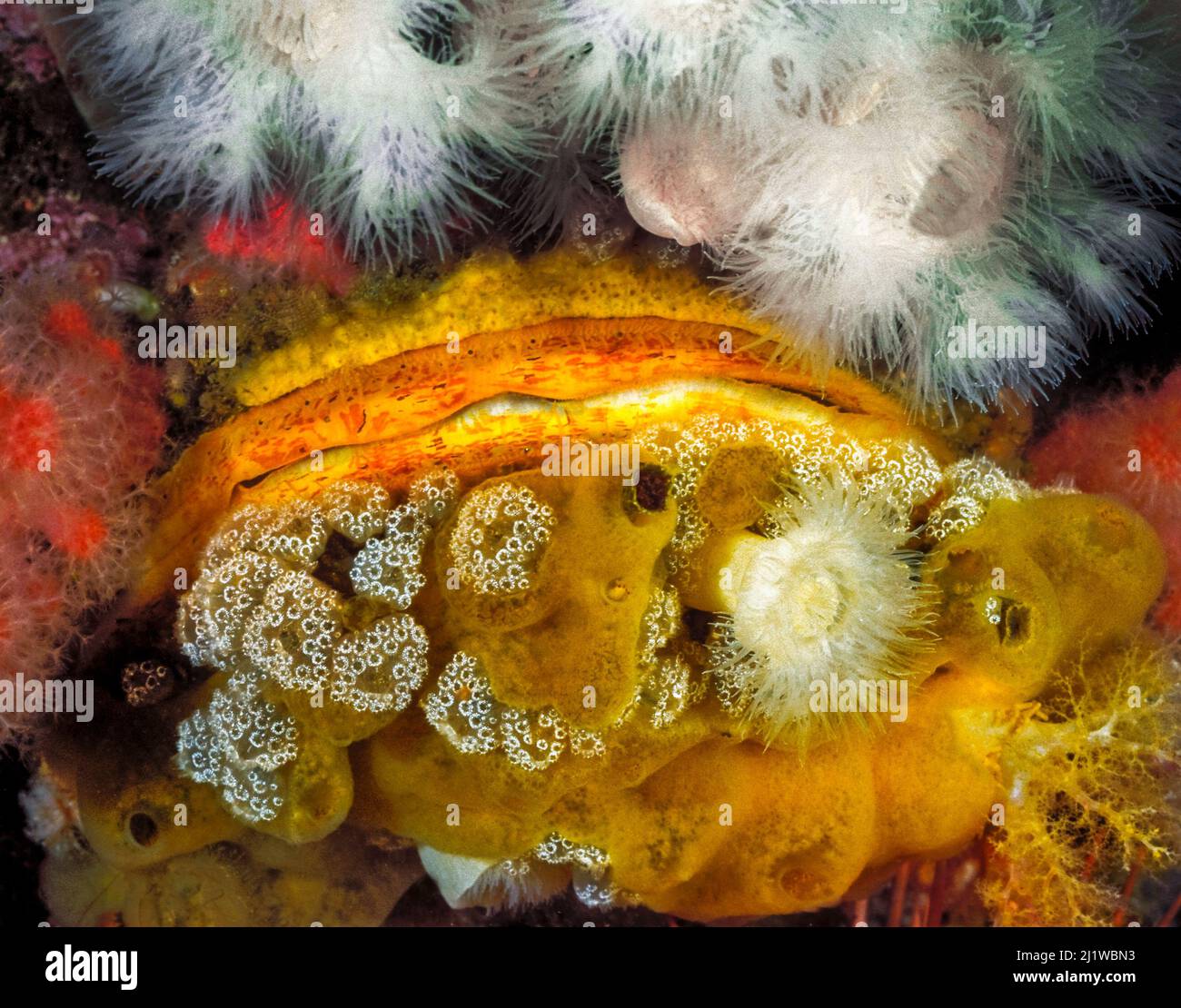 A Giant rock scallop (Crassadoma gigantea) encrusted with and ...