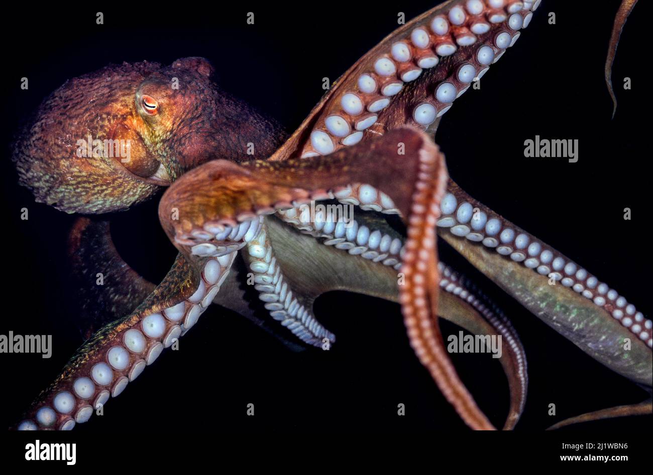 Giant Pacific octopus (Enteroctopus dofleini) showing arms and suckers ...