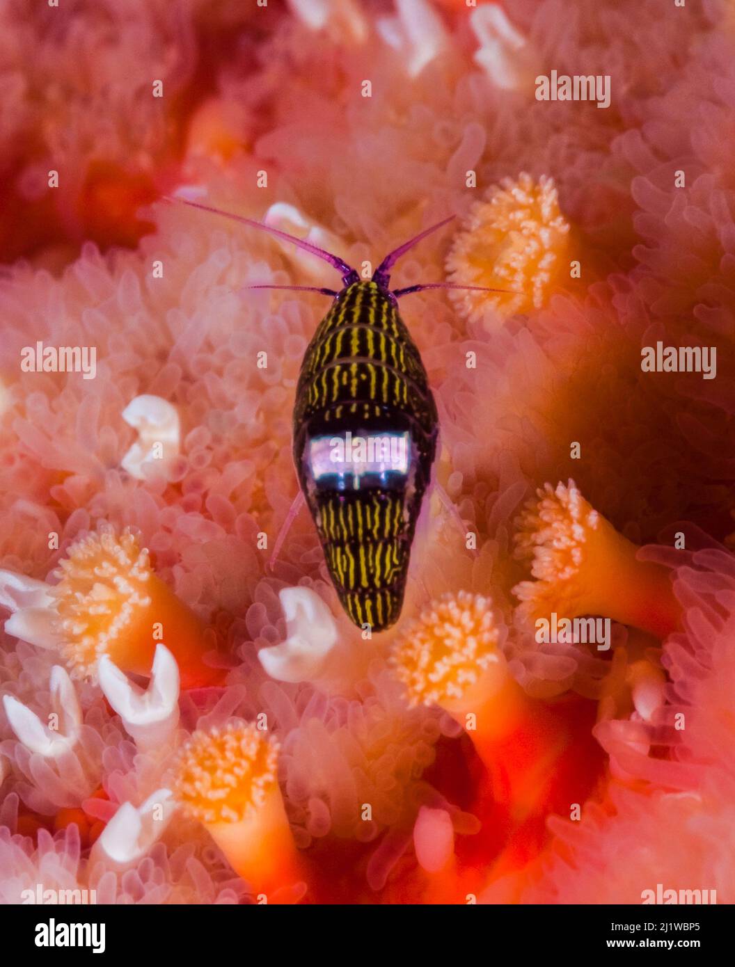 Black and white sea flea hi-res stock photography and images - Alamy