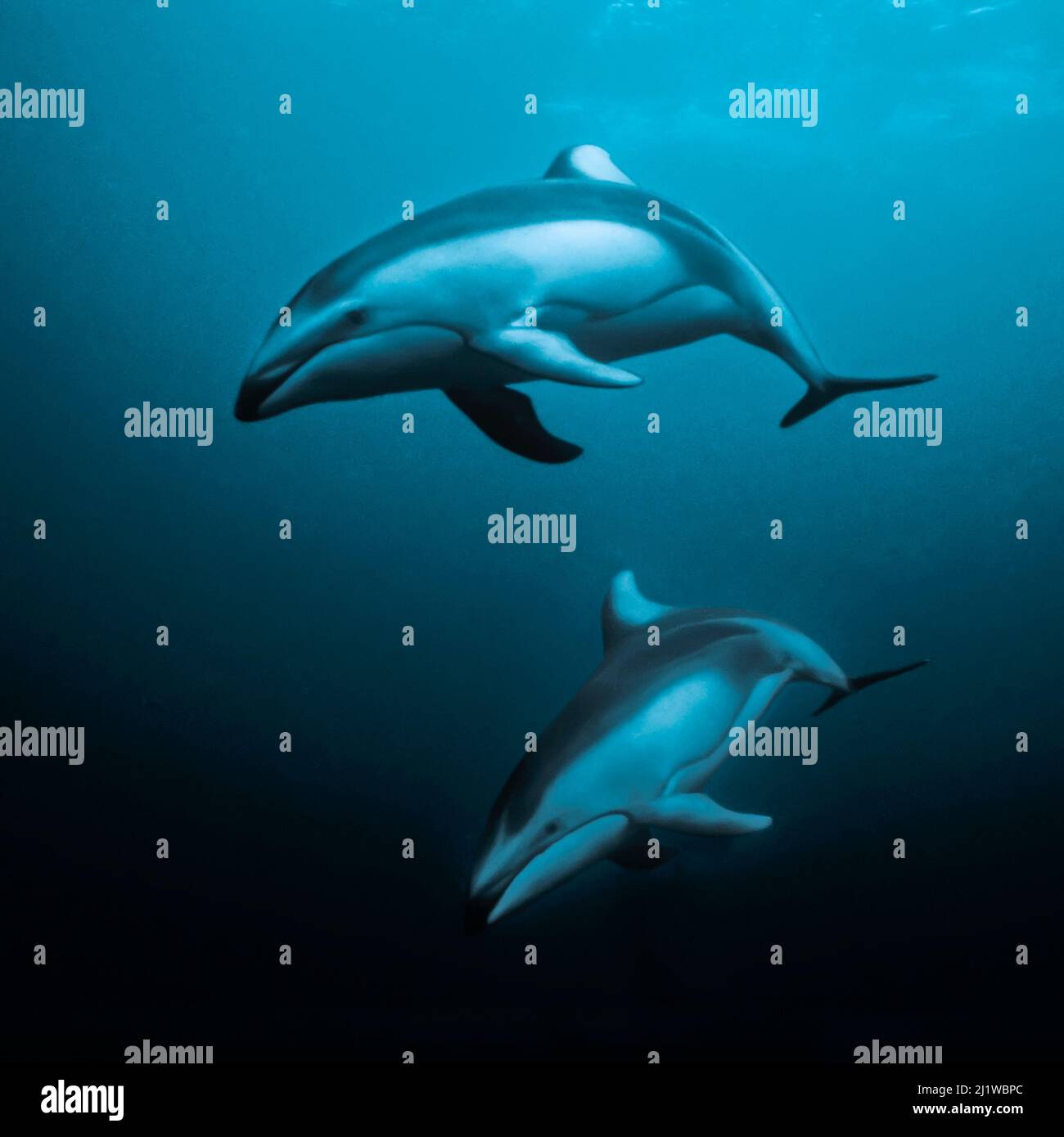 Pacific white-sided dolphins (Lagenorhynchus obliquidens) underwater ...