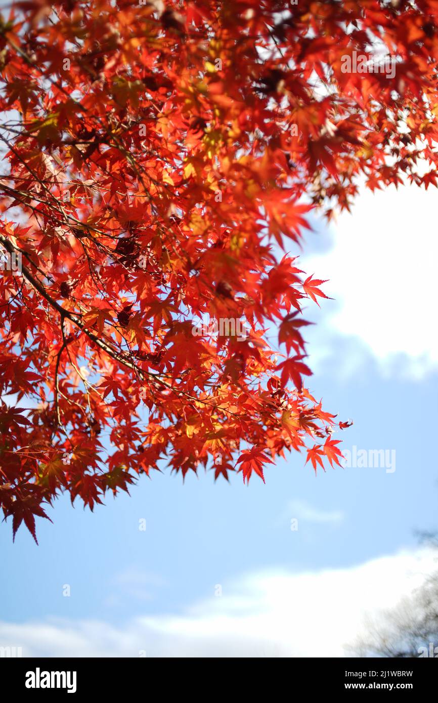 A vertical shot of a red maple tree under a clear blue sky Stock Photo ...