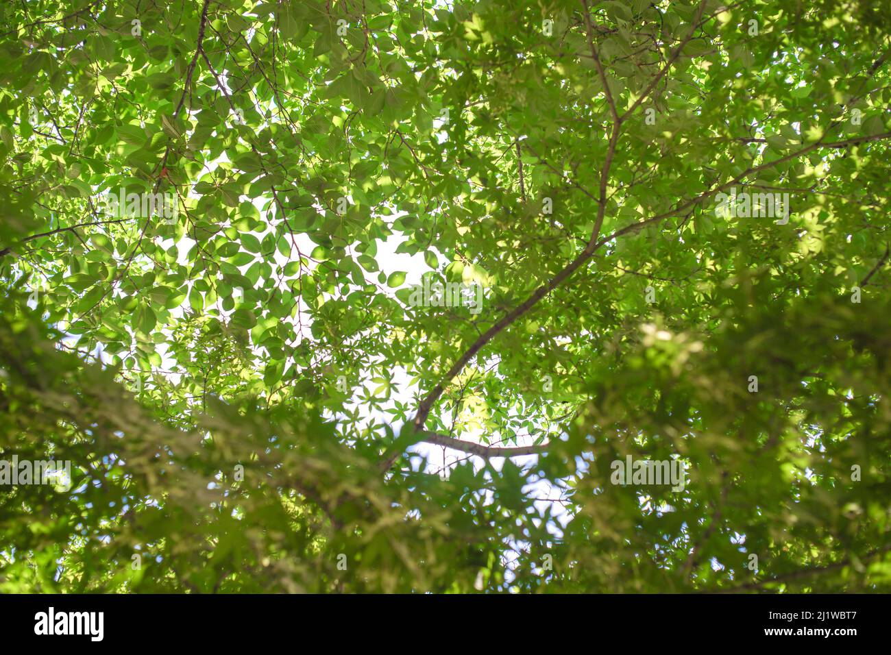 A tree densely covered with green leaves and light coming from in ...