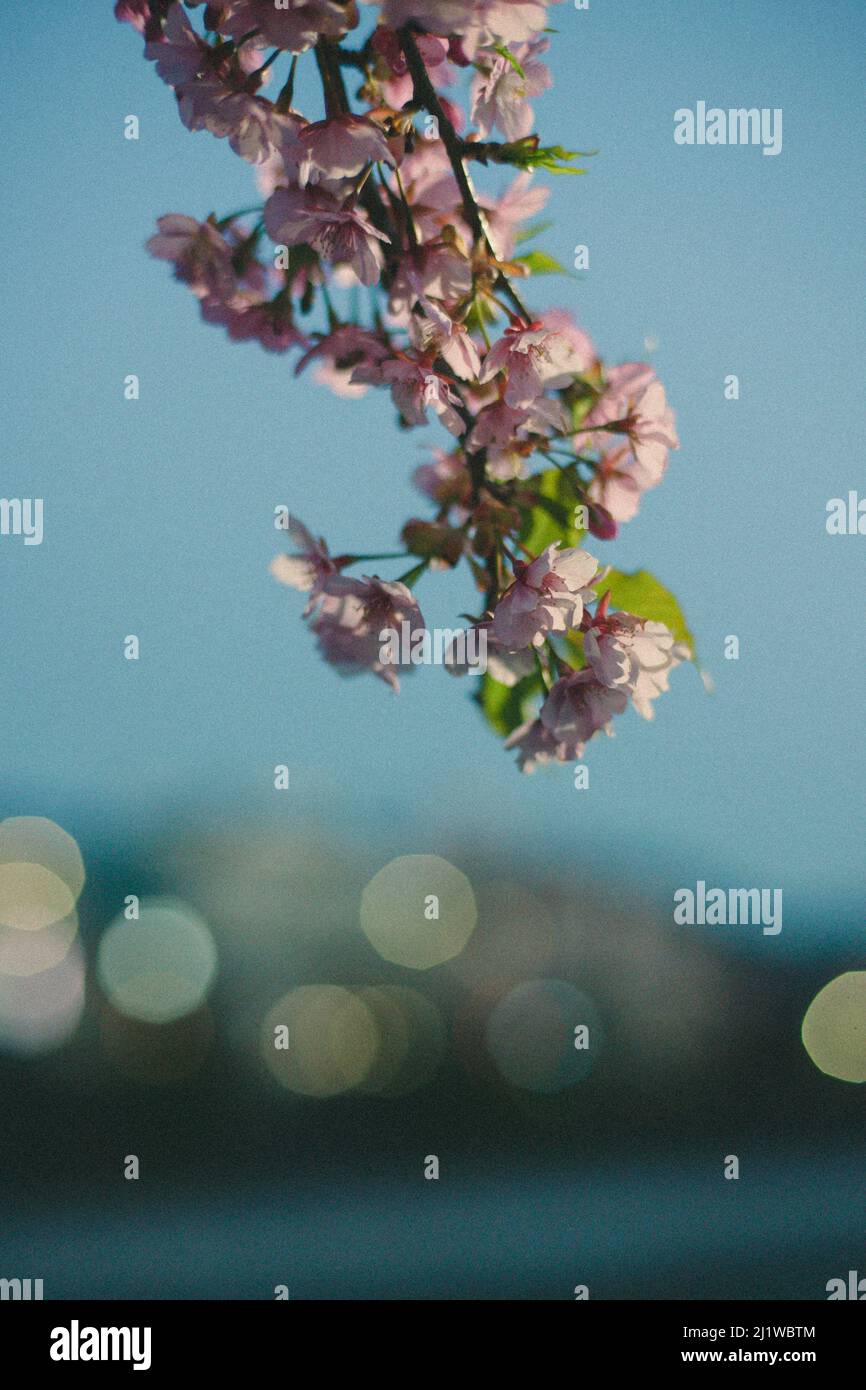 A selective focus shot of a cherry blossom branch covered with pink ...