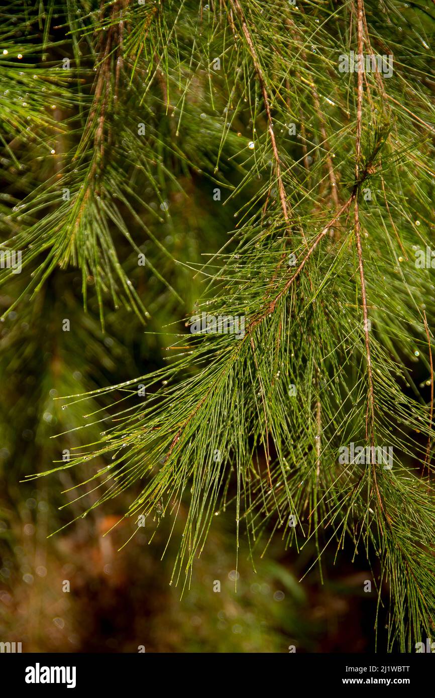 Rain drops on casuarina hi-res stock photography and images - Alamy