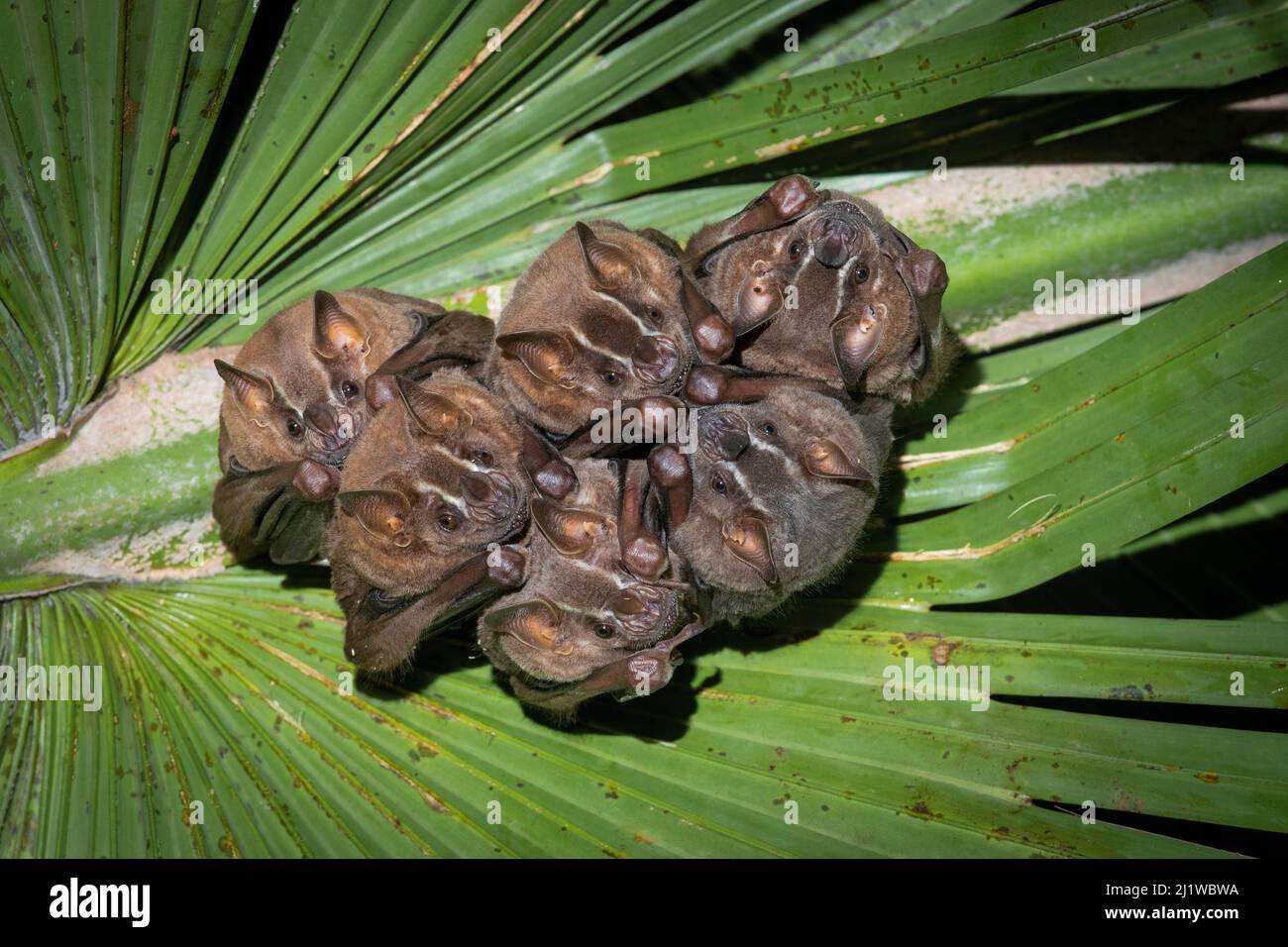 Brown tent-making bats (Uroderma magnirostrum) roosting under a palm ...