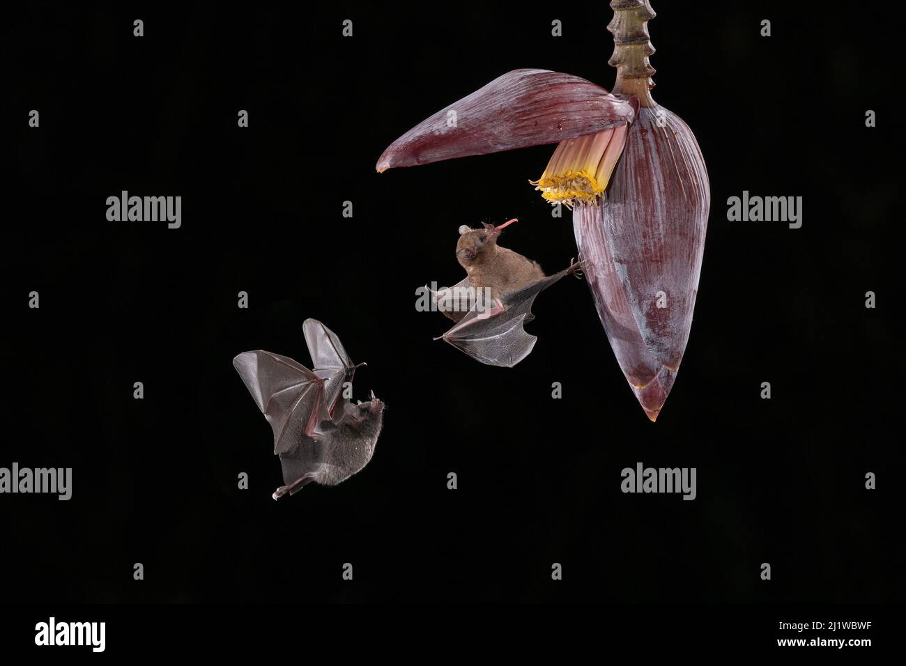 Two Pallas's long-tongued bats (Glossophaga soricina) feeding from ...