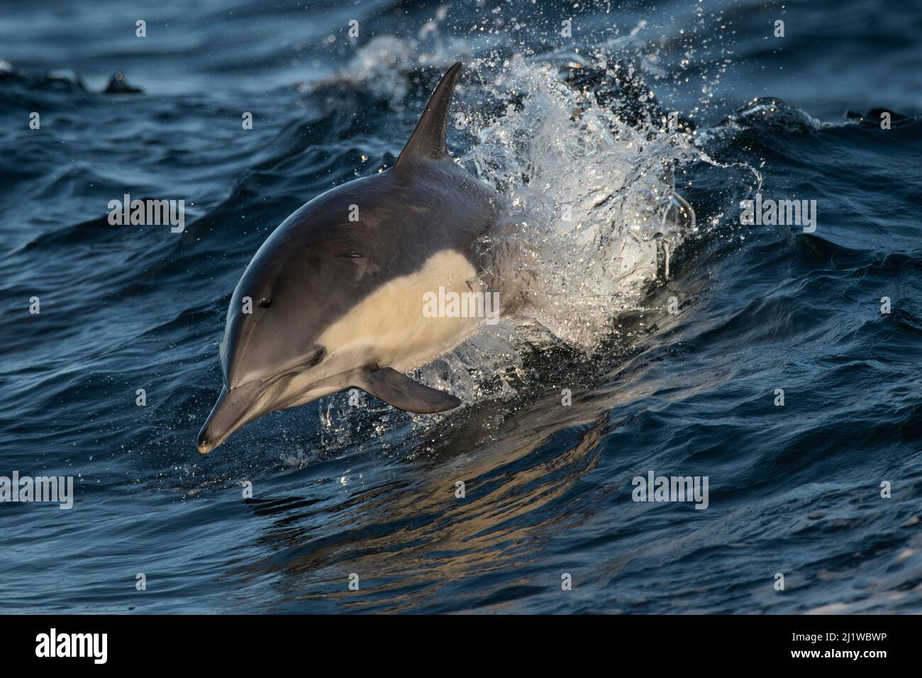 Long-beaked common dolphin (Delphinus capensis) off the coast of ...