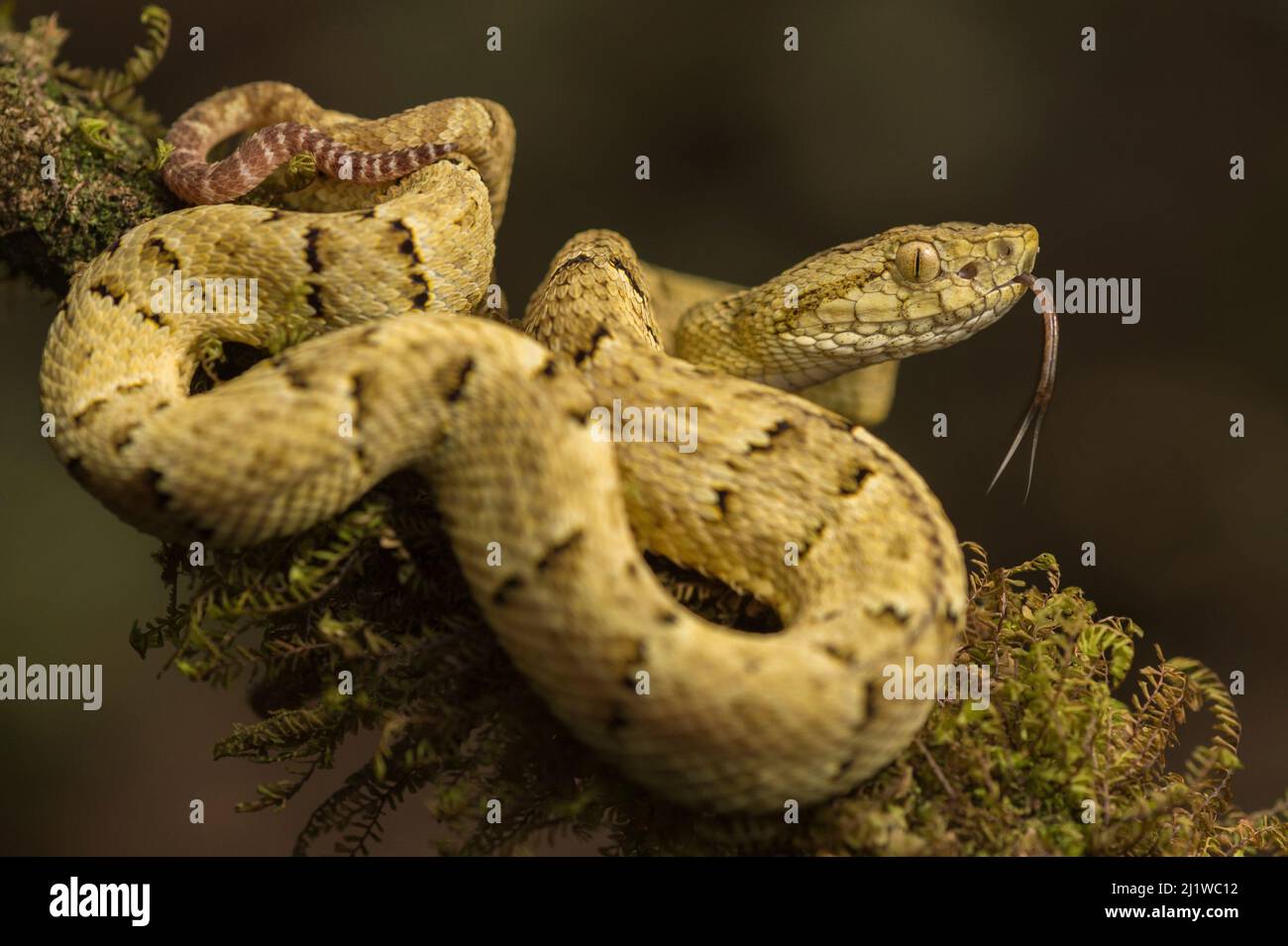 Snakes of ecuador hi-res stock photography and images - Alamy