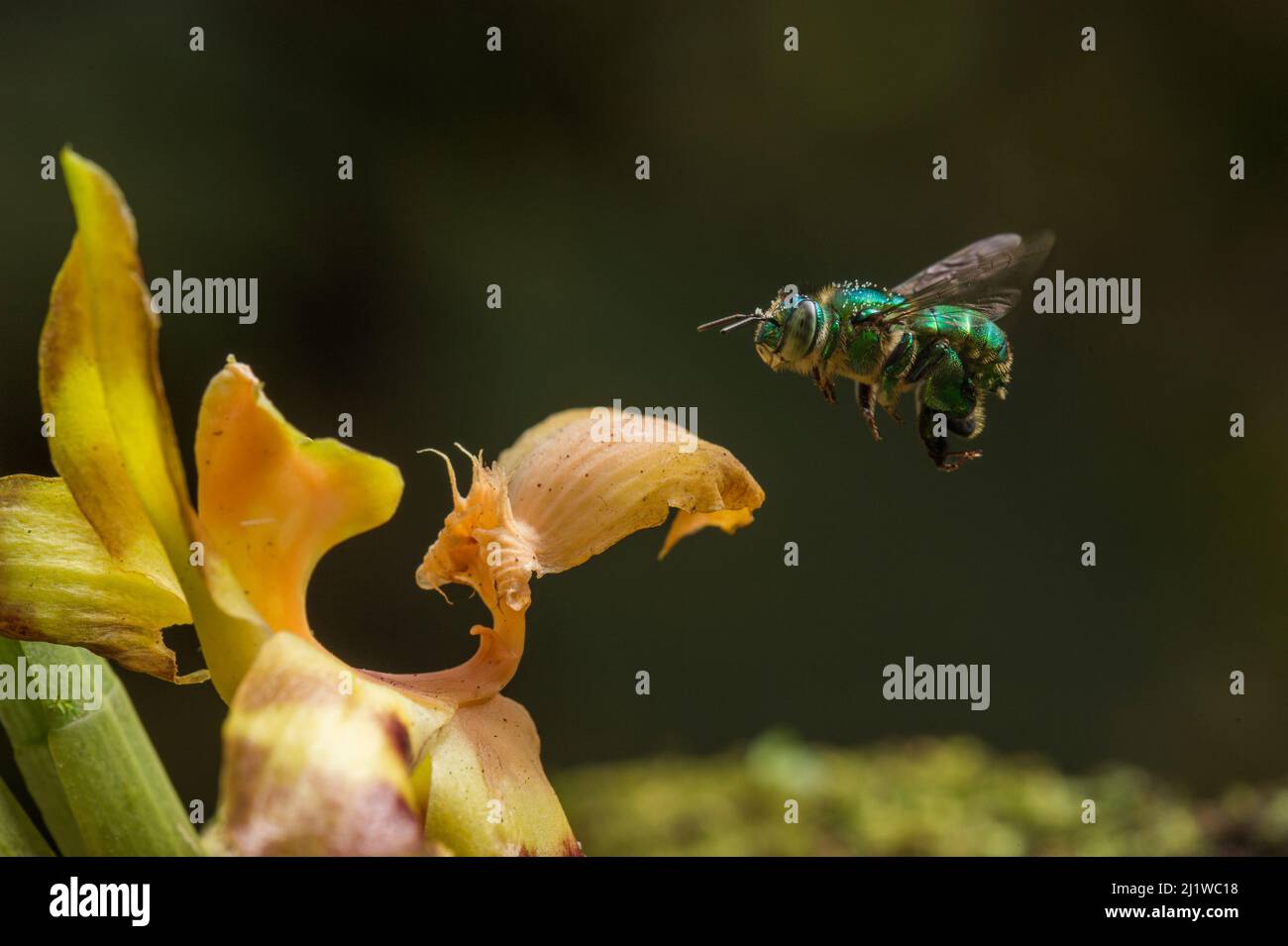 Orchid bee (Euglossa sp.) visits an orchid in cloud forest, Choco ...