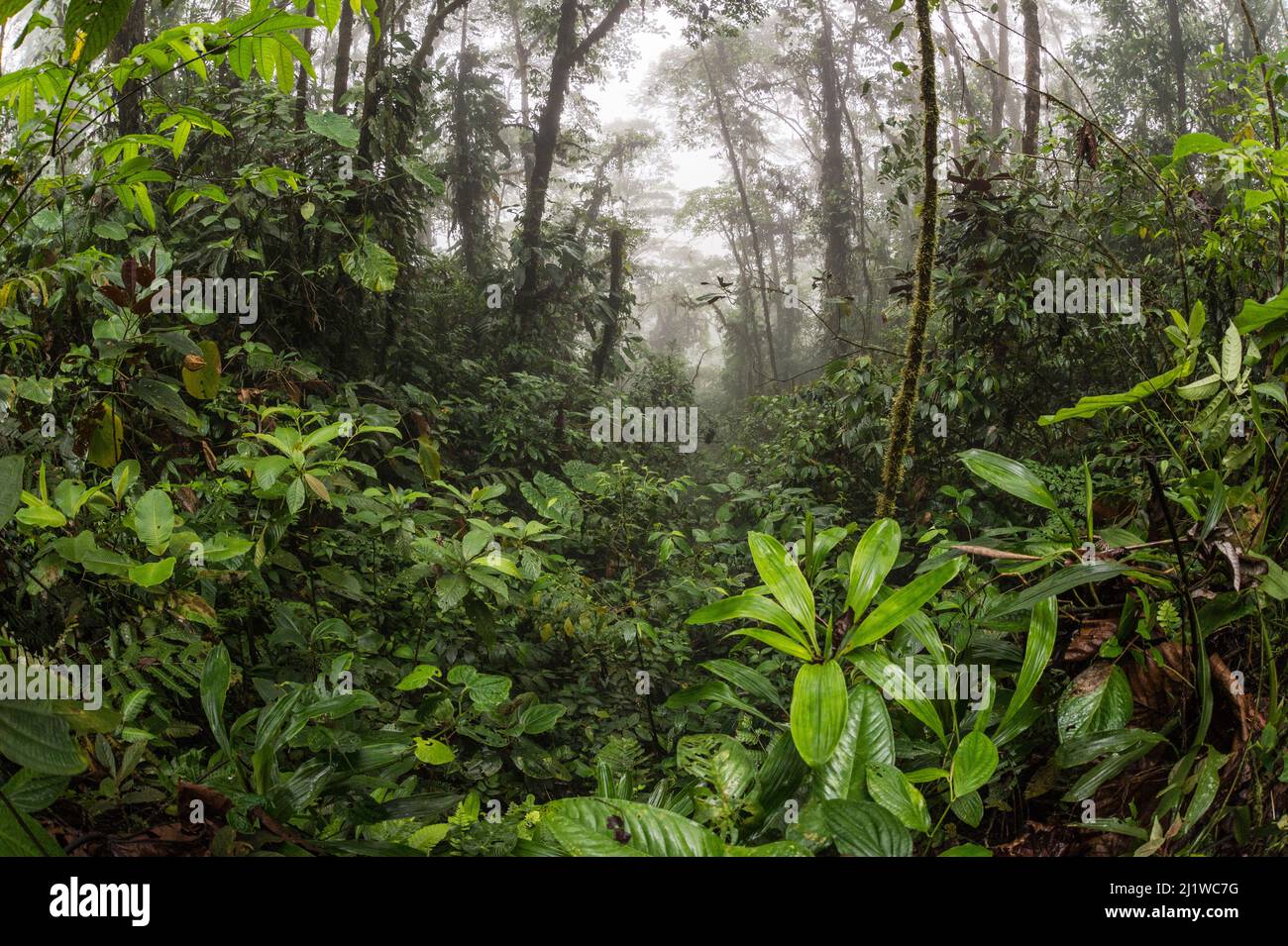 View of cloud forest in Choco region, Northwestern Ecuador Stock Photo ...