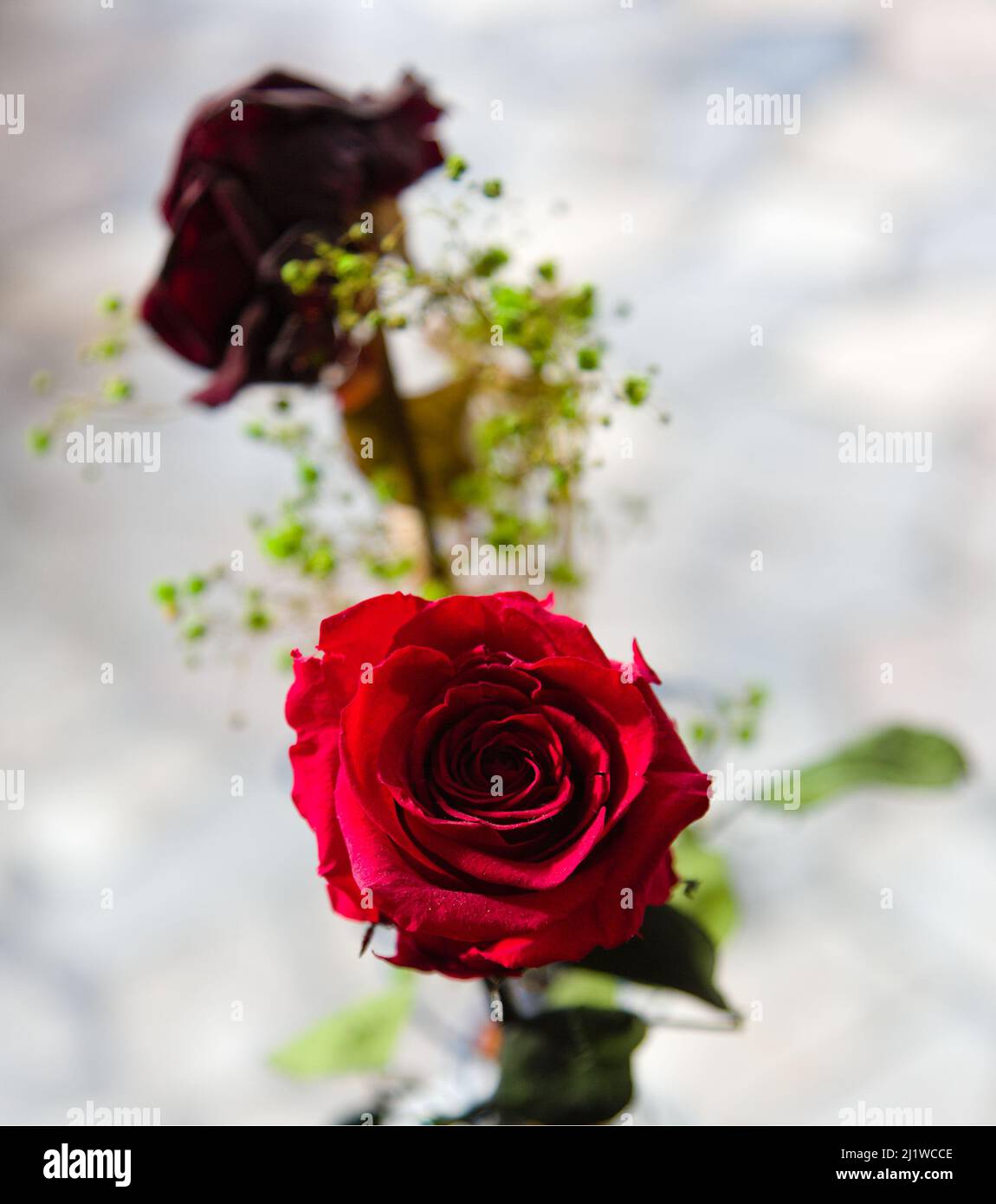 Mellow rose hi-res stock photography and images - Alamy