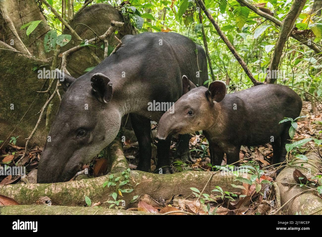 Baird's tapir female (Tapirus bairdii) with calf, rainforest, Corcovado ...