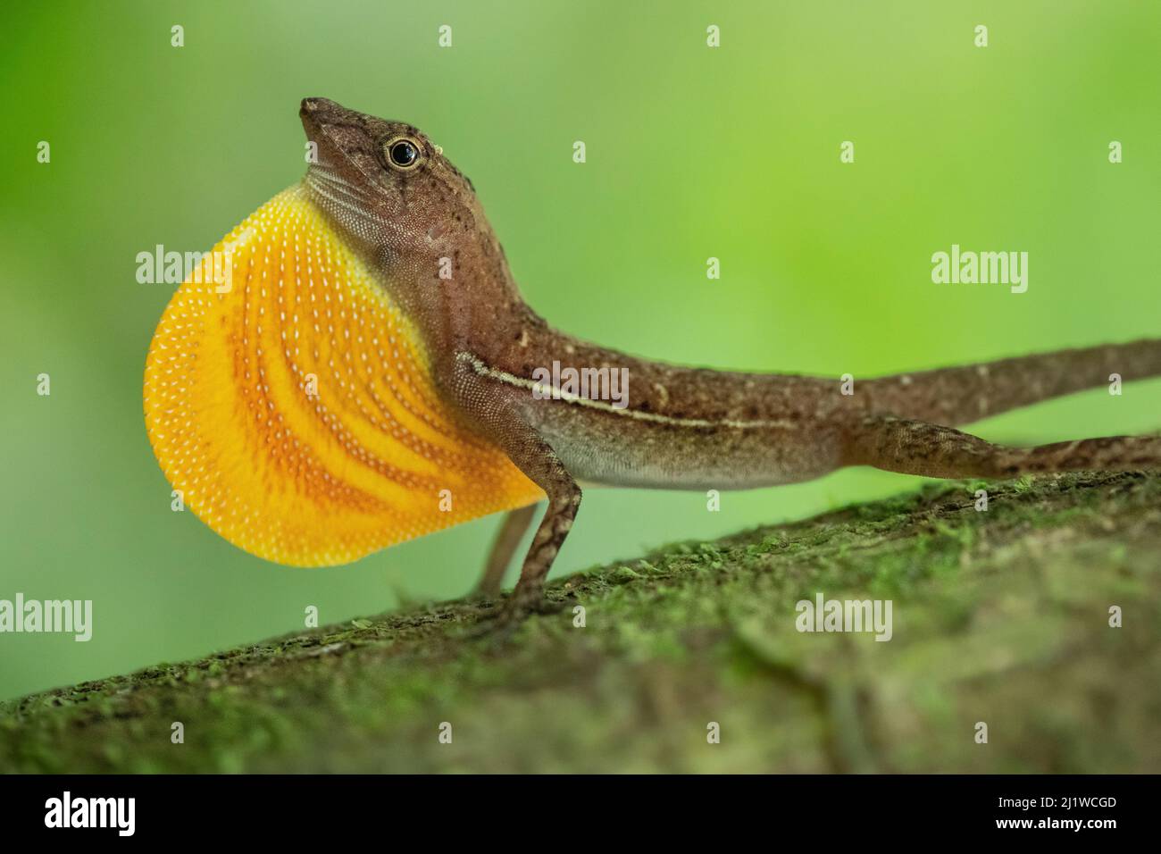Anolis lizard (Anolis sp.) male displaying in Corcovado National Park ...