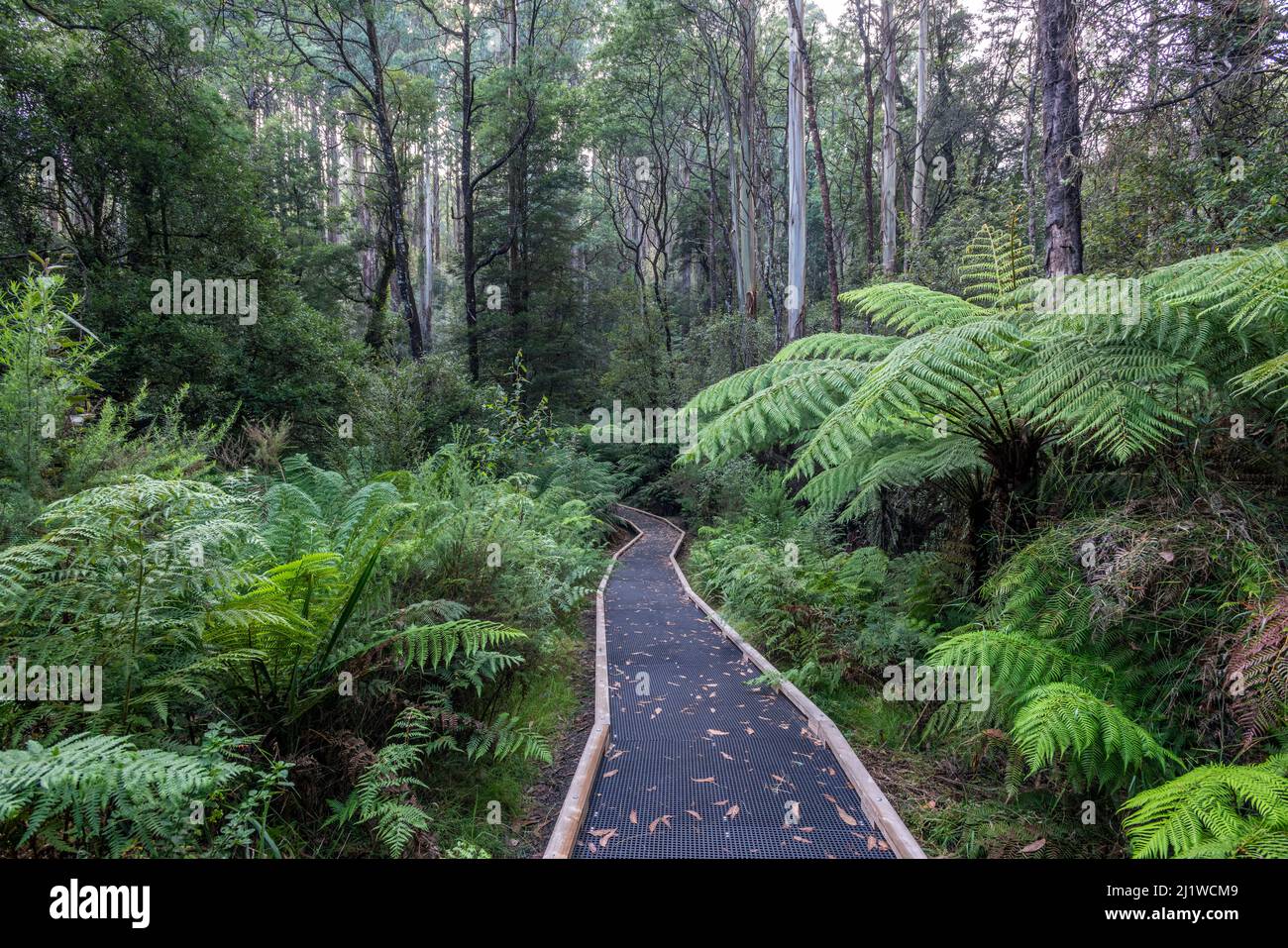 Rainforest boardwalk through spectacular Wirrawilla cool temperate ...
