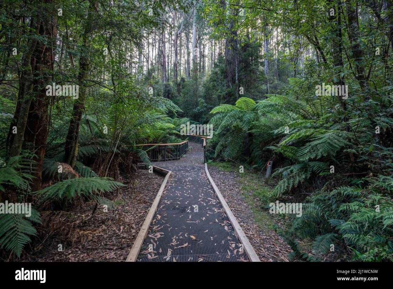 Rainforest boardwalk through spectacular Wirrawilla cool temperate ...