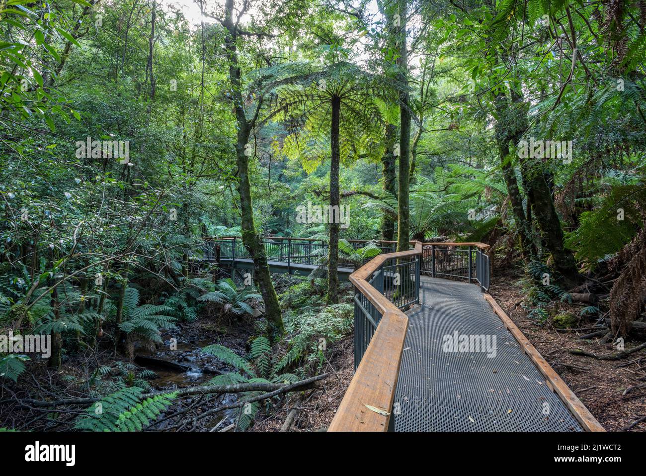 Rainforest boardwalk through spectacular Wirrawilla cool temperate ...