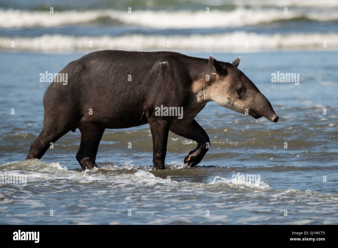 Baird's tapir (Tapirus bairdii) walking along a beach in Corcovado ...
