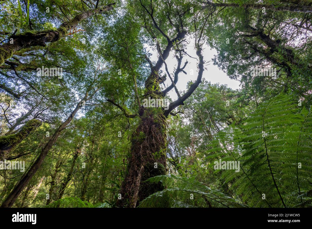 Rainforest boardwalk through spectacular Wirrawilla cool temperate ...