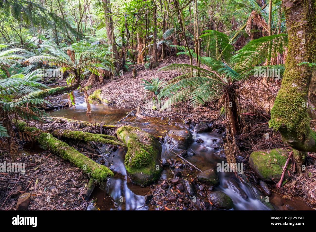 Forest creeks merge and flow beneath and around lush tree ferns and ...