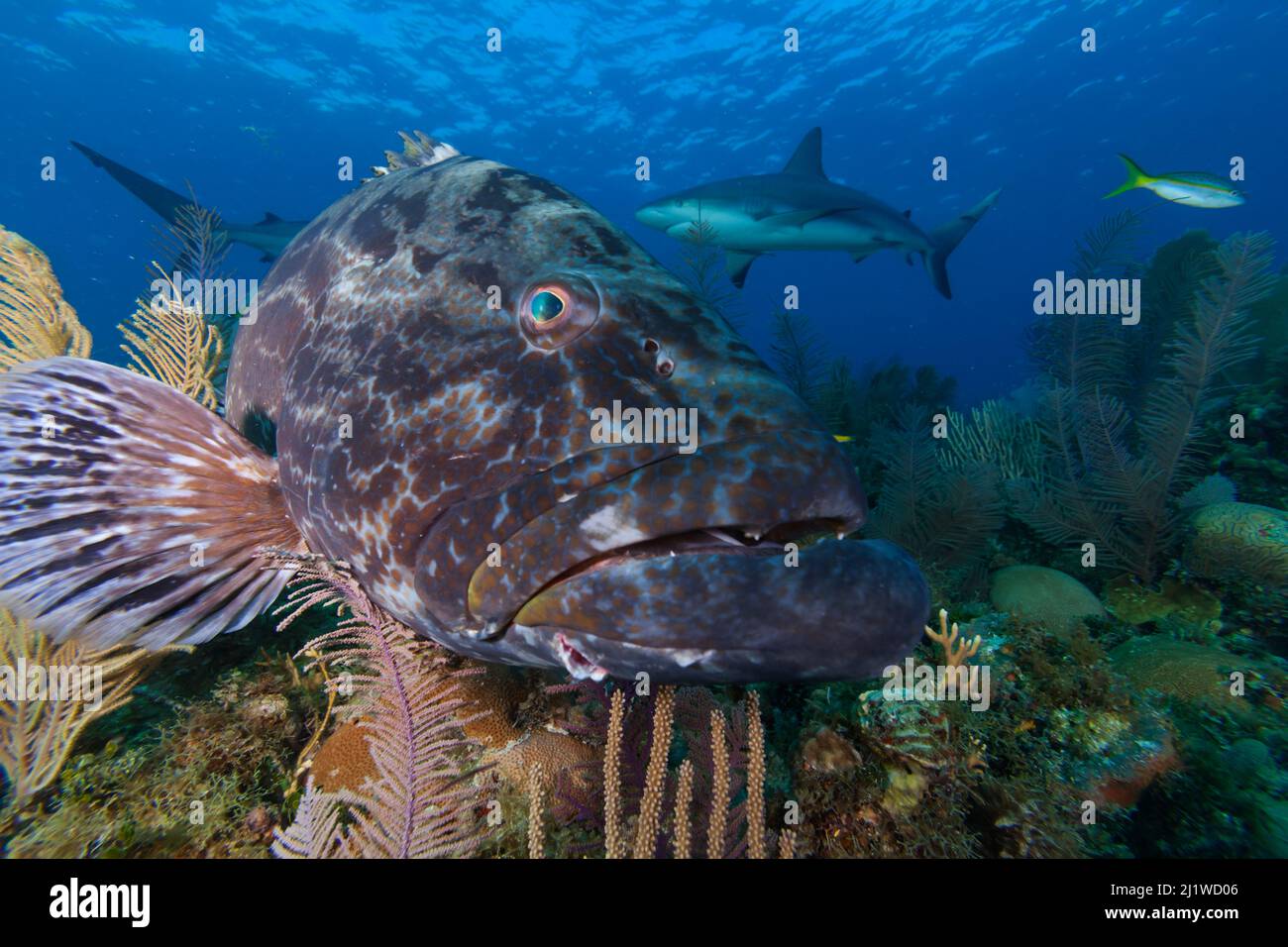 Black grouper (Mycteroperca bonaci), and Caribbean Reef Shark ...