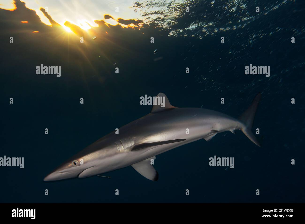 Silky sharks carcharhinus falciformis hi-res stock photography and ...