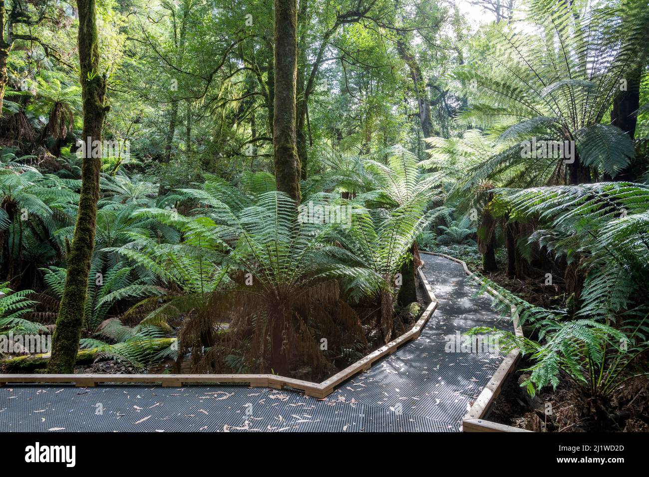 Rainforest boardwalk through spectacular Wirrawilla cool temperate ...