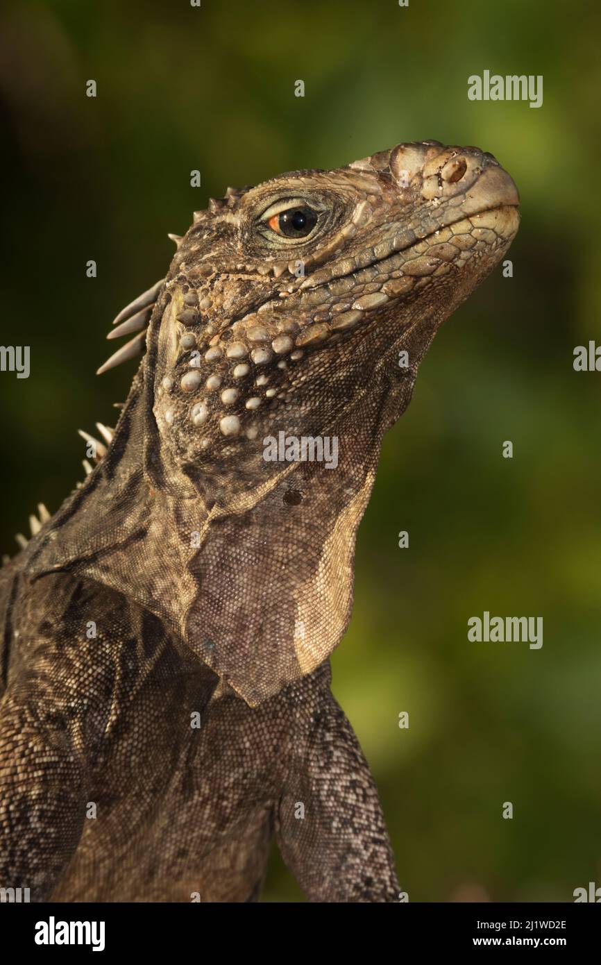 Cuban iguana cyclura nubila hi-res stock photography and images - Alamy
