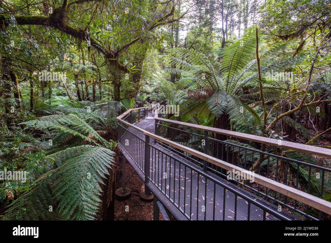 Rainforest boardwalk through spectacular Wirrawilla cool temperate ...