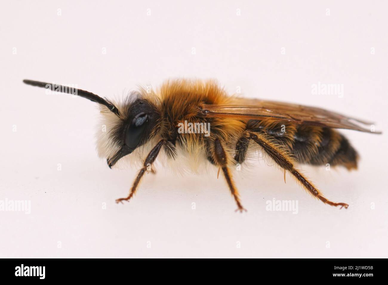 Lateral closeup on a hairy male Banded Mining bee, Andrena gravida on a ...