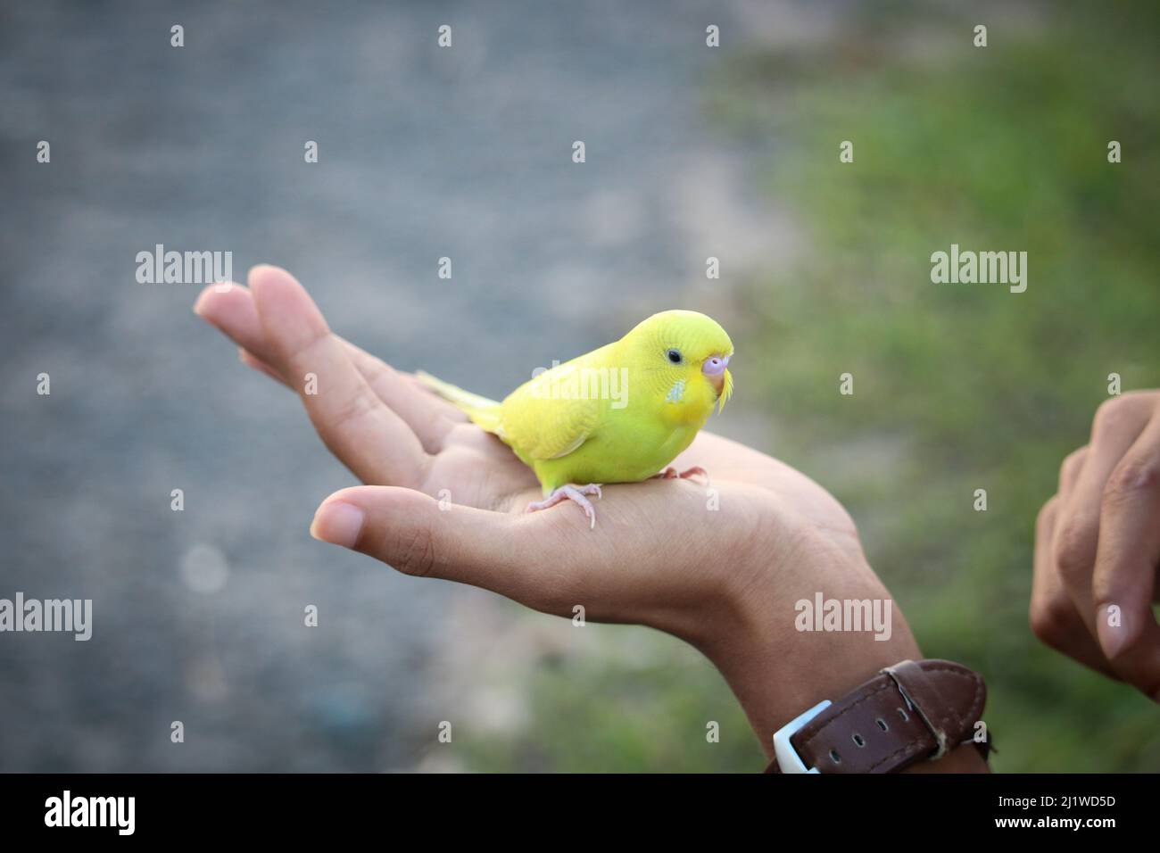 The beautiful bird is sitting on human hands Stock Photo - Alamy