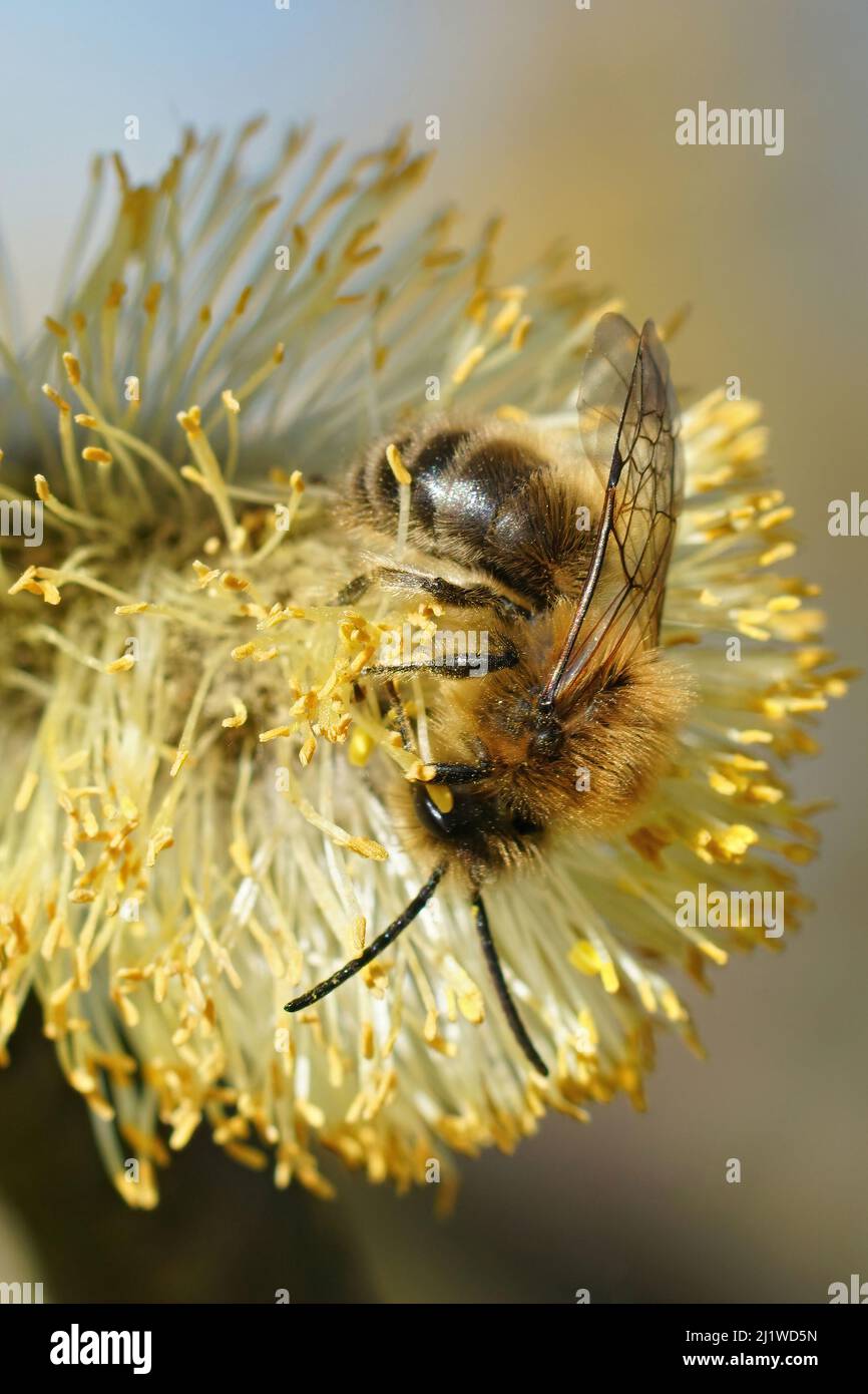 Vertical closeup on a brown hairy male spring mining bee, Colletes ...
