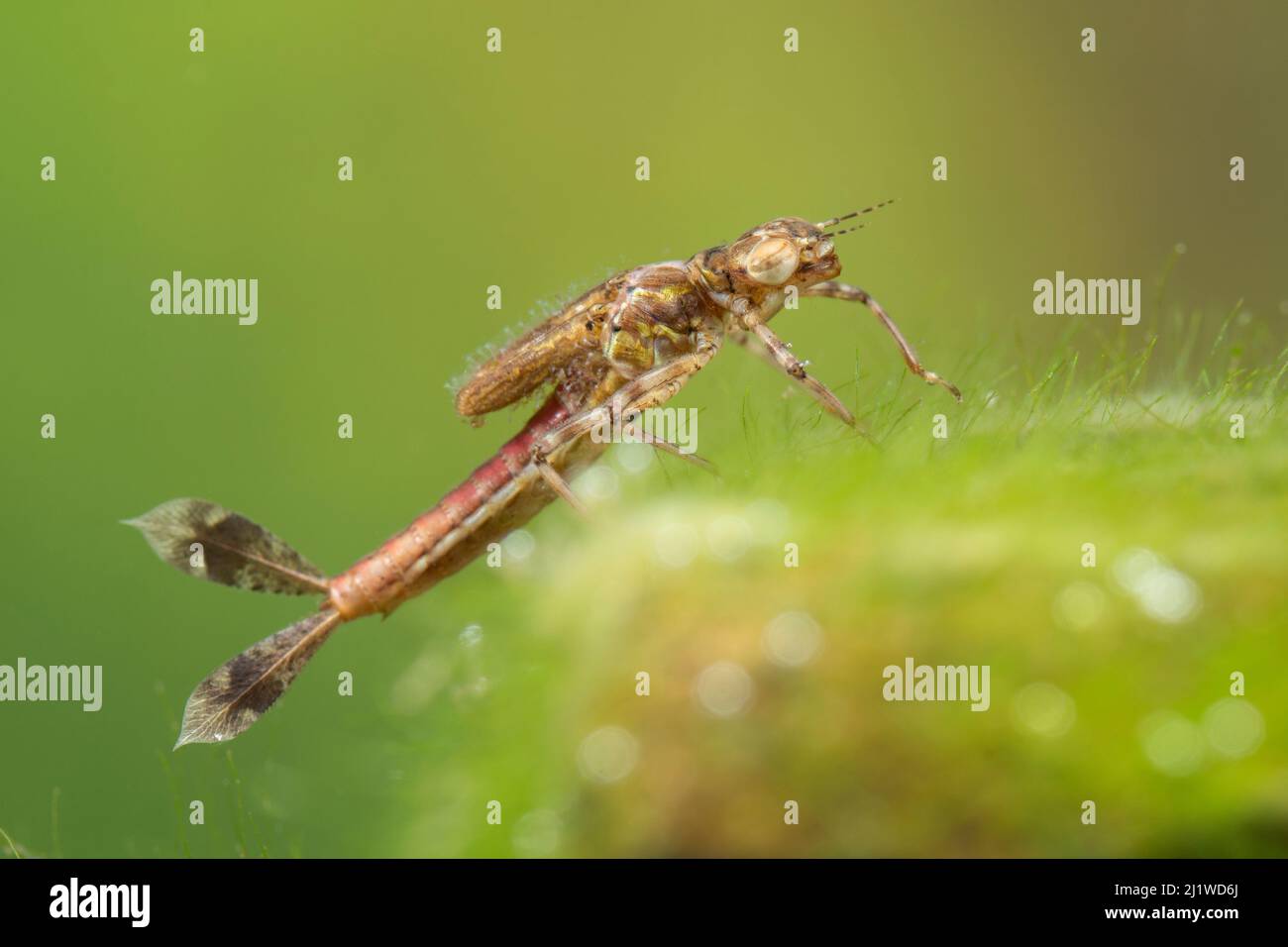 Large red damselfly nymph hi-res stock photography and images - Alamy