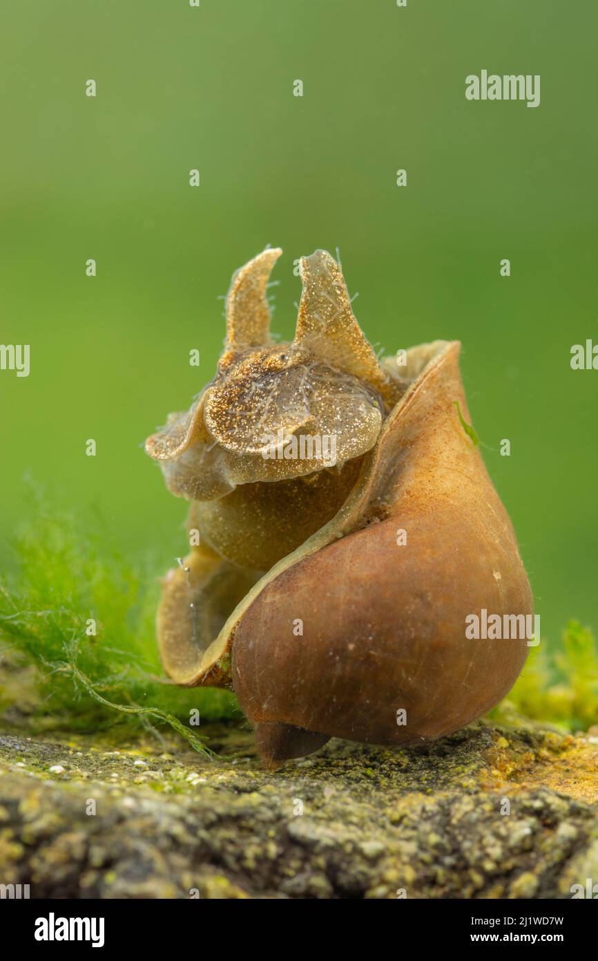 Freshwater snail (Radix auricularia), Europe, April, controlled ...