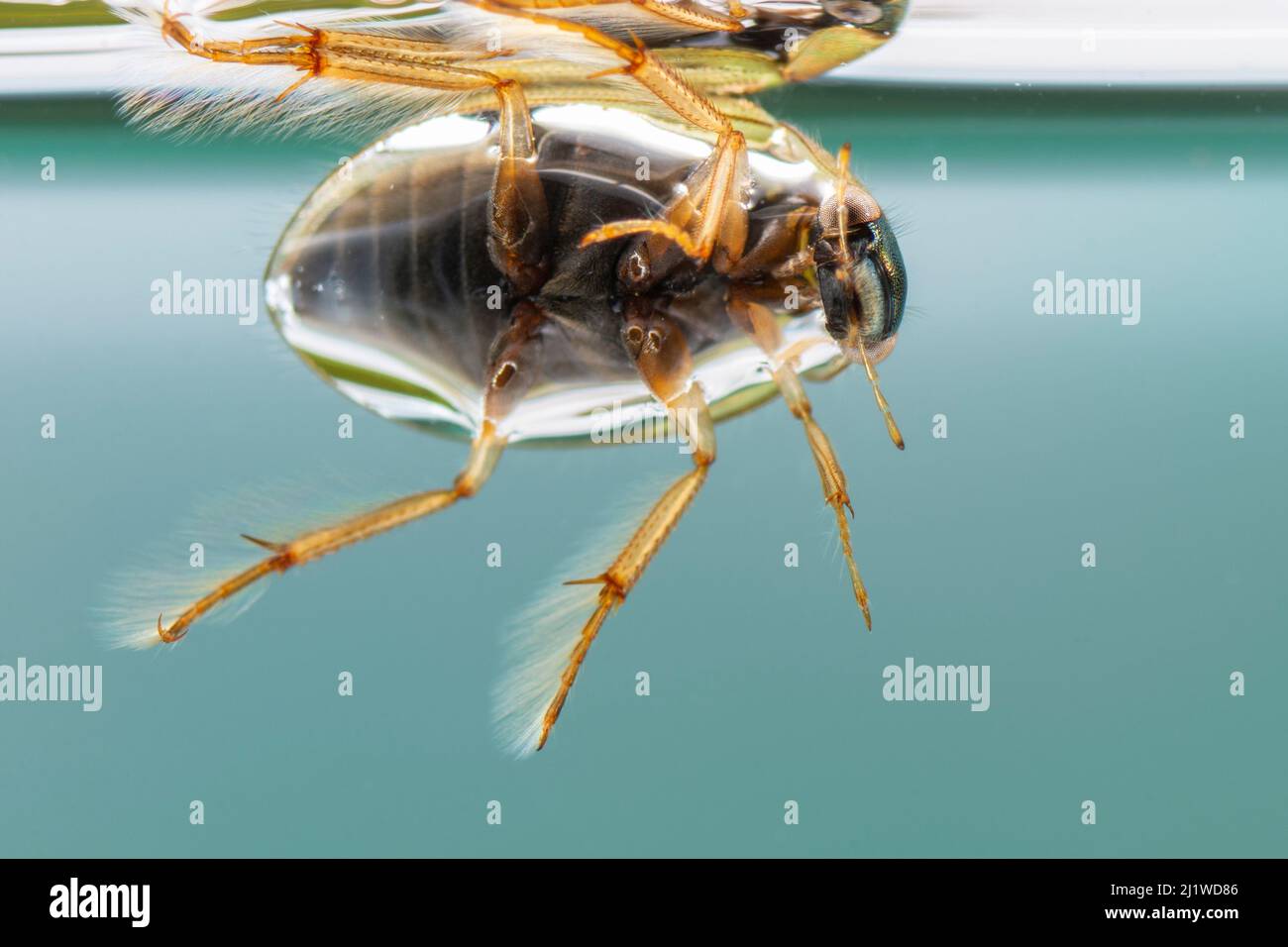 Hydrophilid water beetle hi-res stock photography and images - Alamy