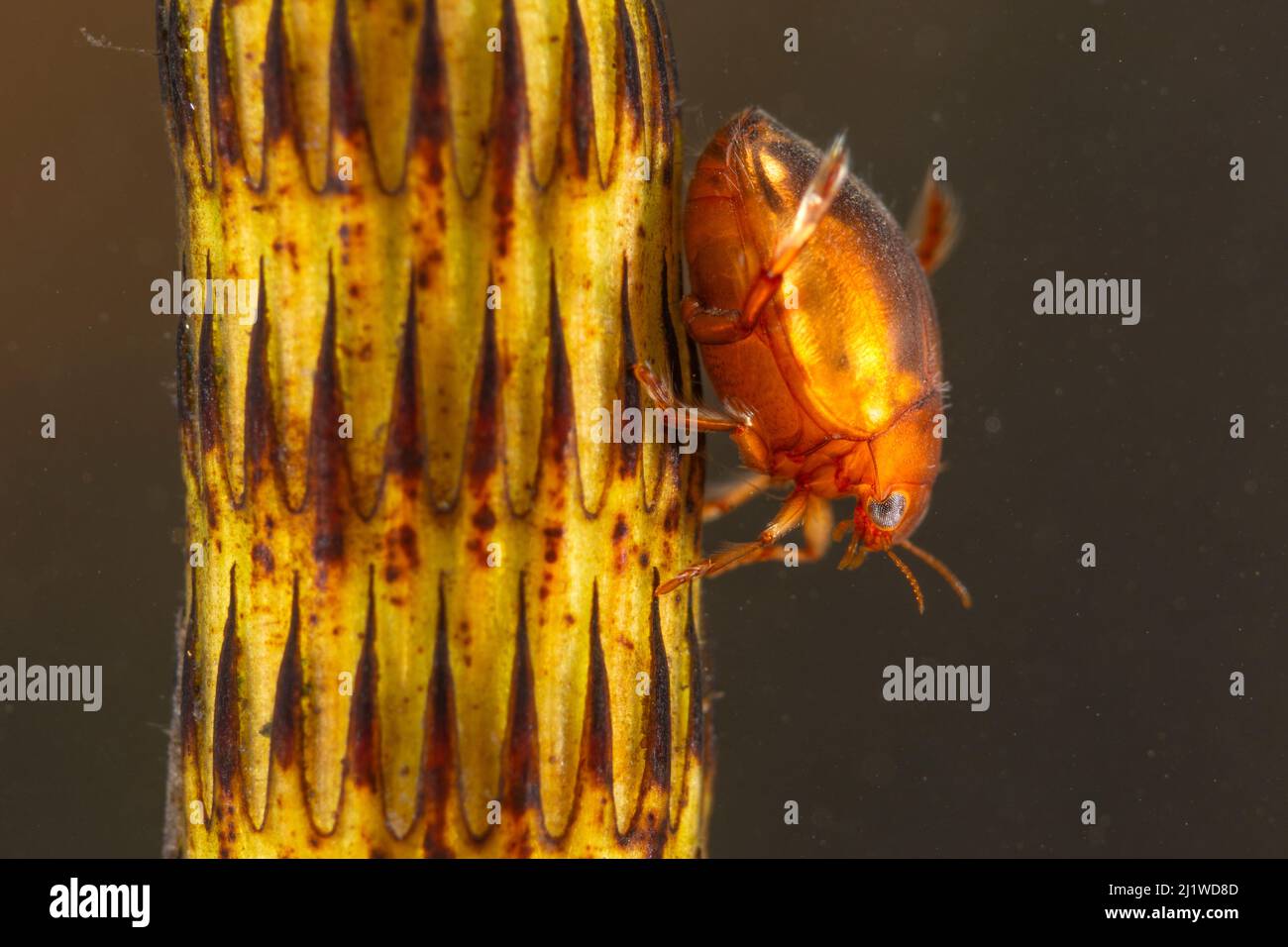 Diving beetle (Hyphydrus ovatus), Europe, July, controlled conditions ...