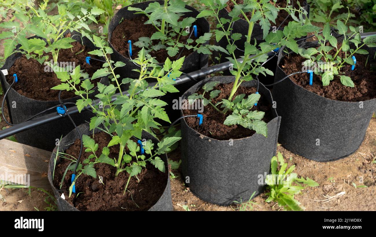 Using drip irrigation in young plant in garden Stock Photo - Alamy
